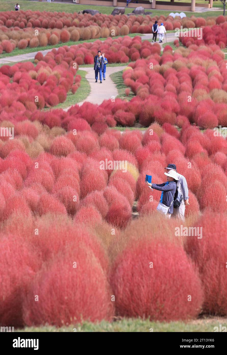 Bright red kochia cover a hill at a park in Mano Town, Kagawa ...