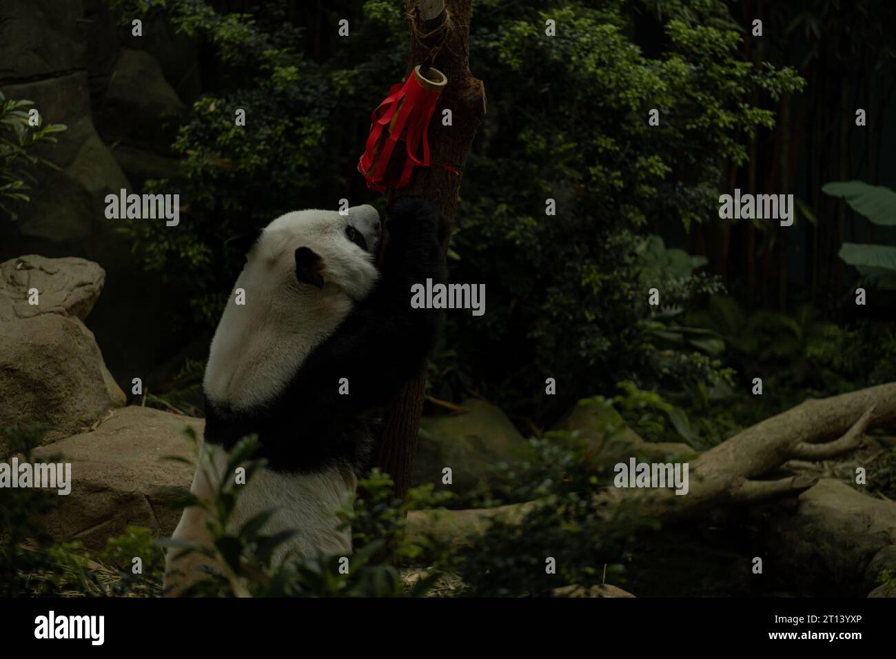 Close up image of panda climbing the tree for the bamboo leaf in ...