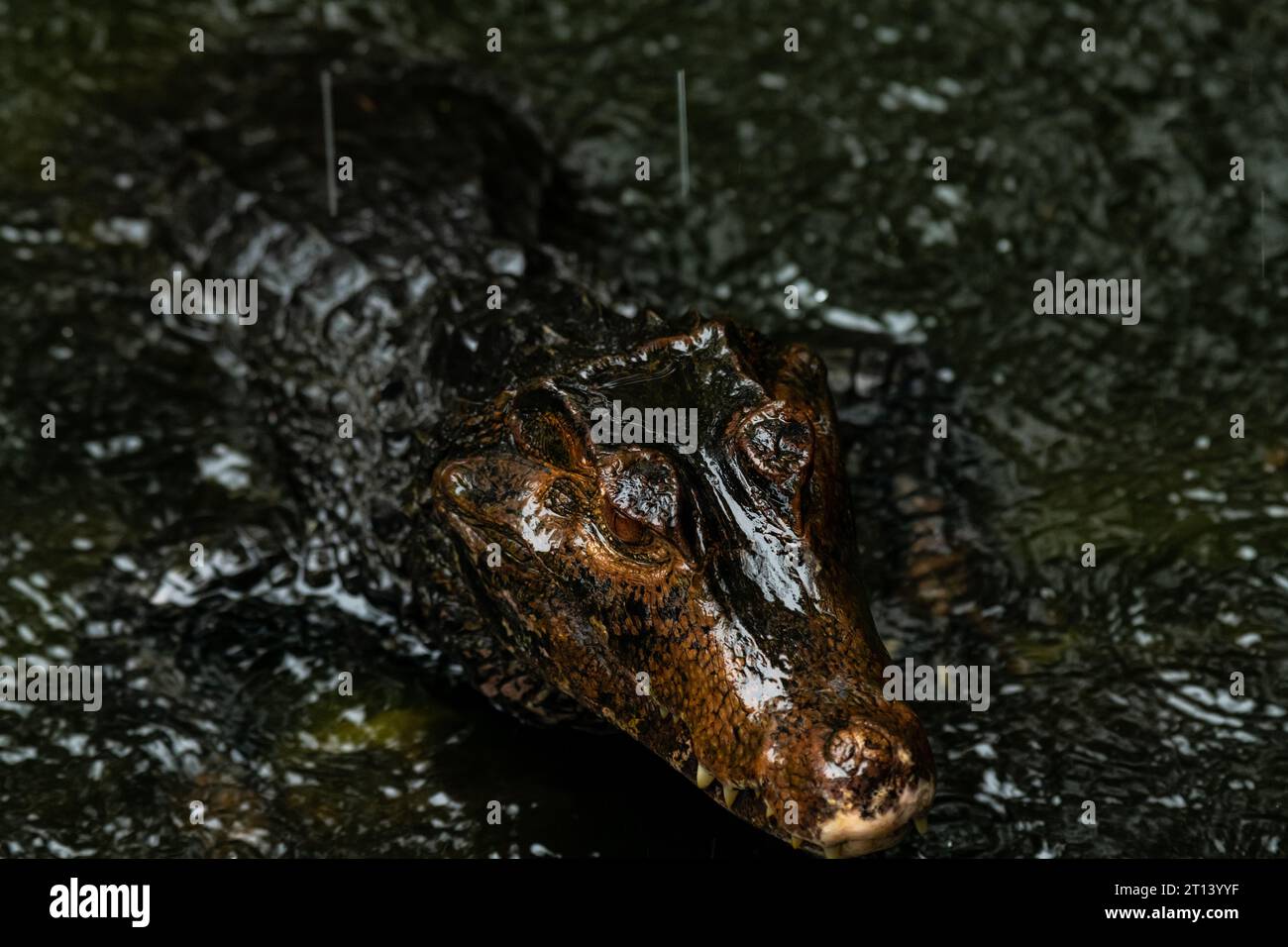 Portrait of Caiman over dark background on a rainy day from Ecuador ...