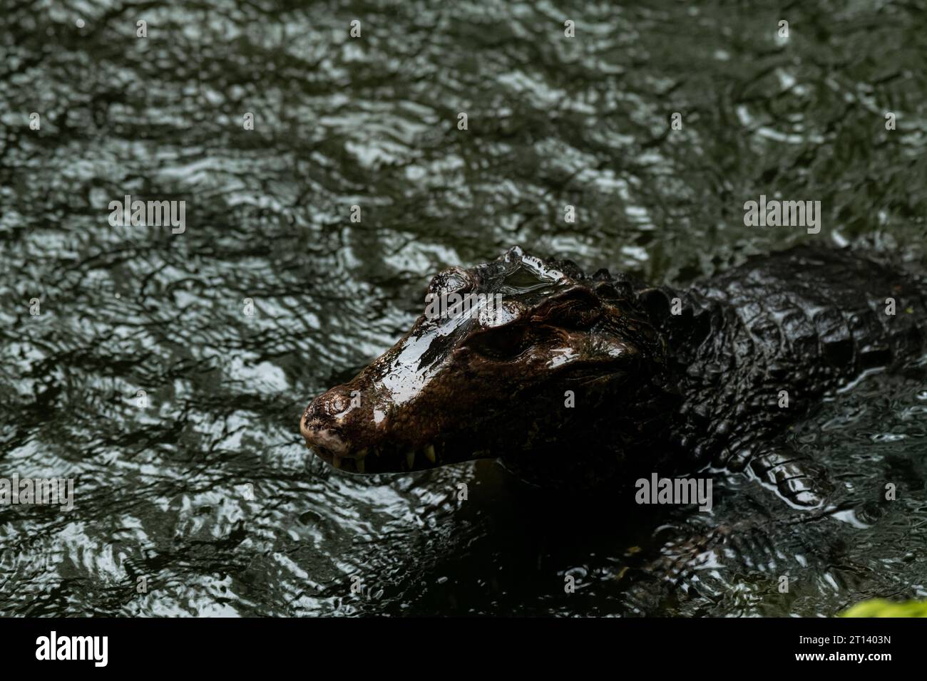 Caiman in the water. The yacare caiman (Caiman yacare), also known ...