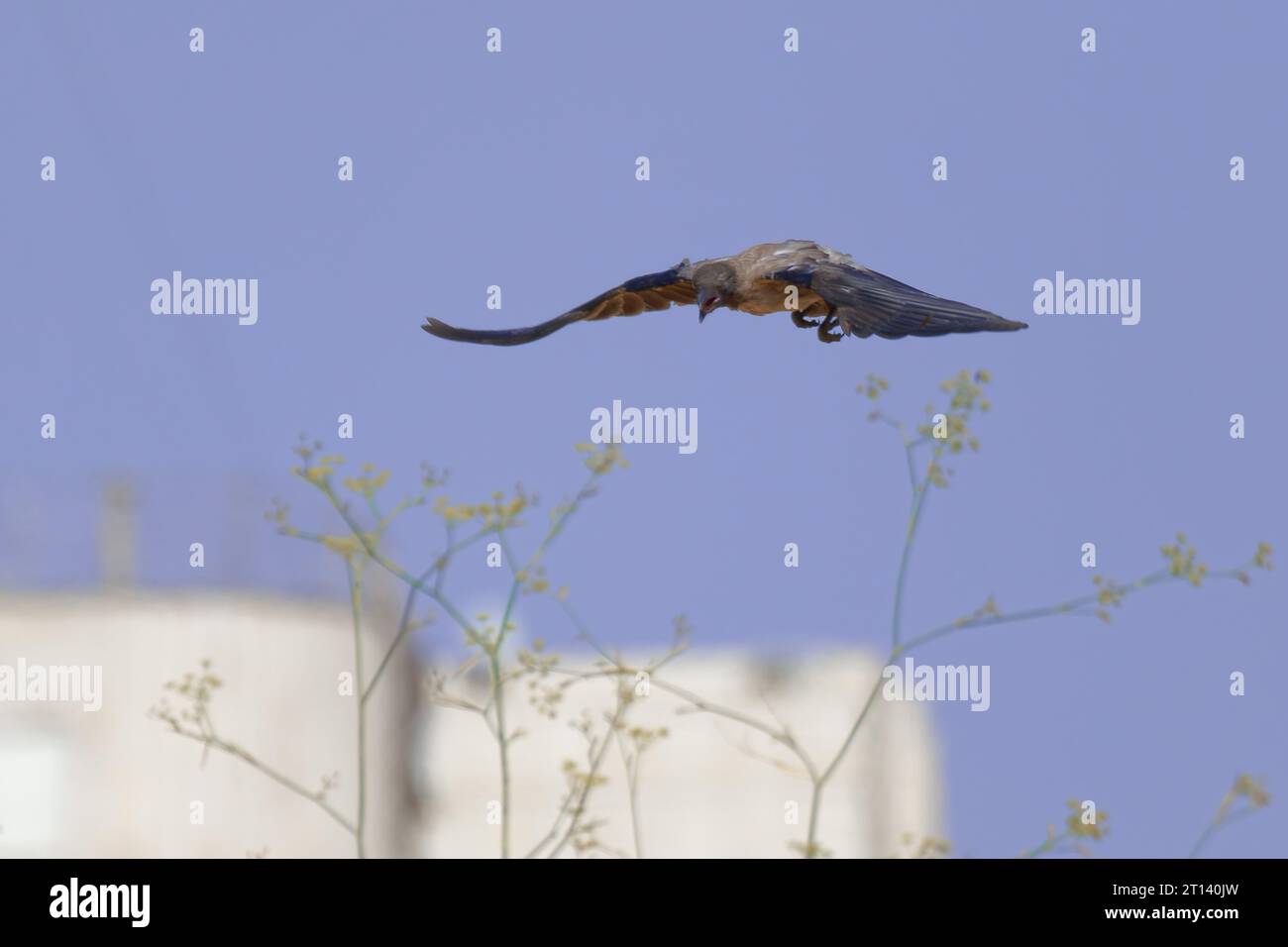 Bird Common Raven Corvus corax, dark style big black scary bird flying ...