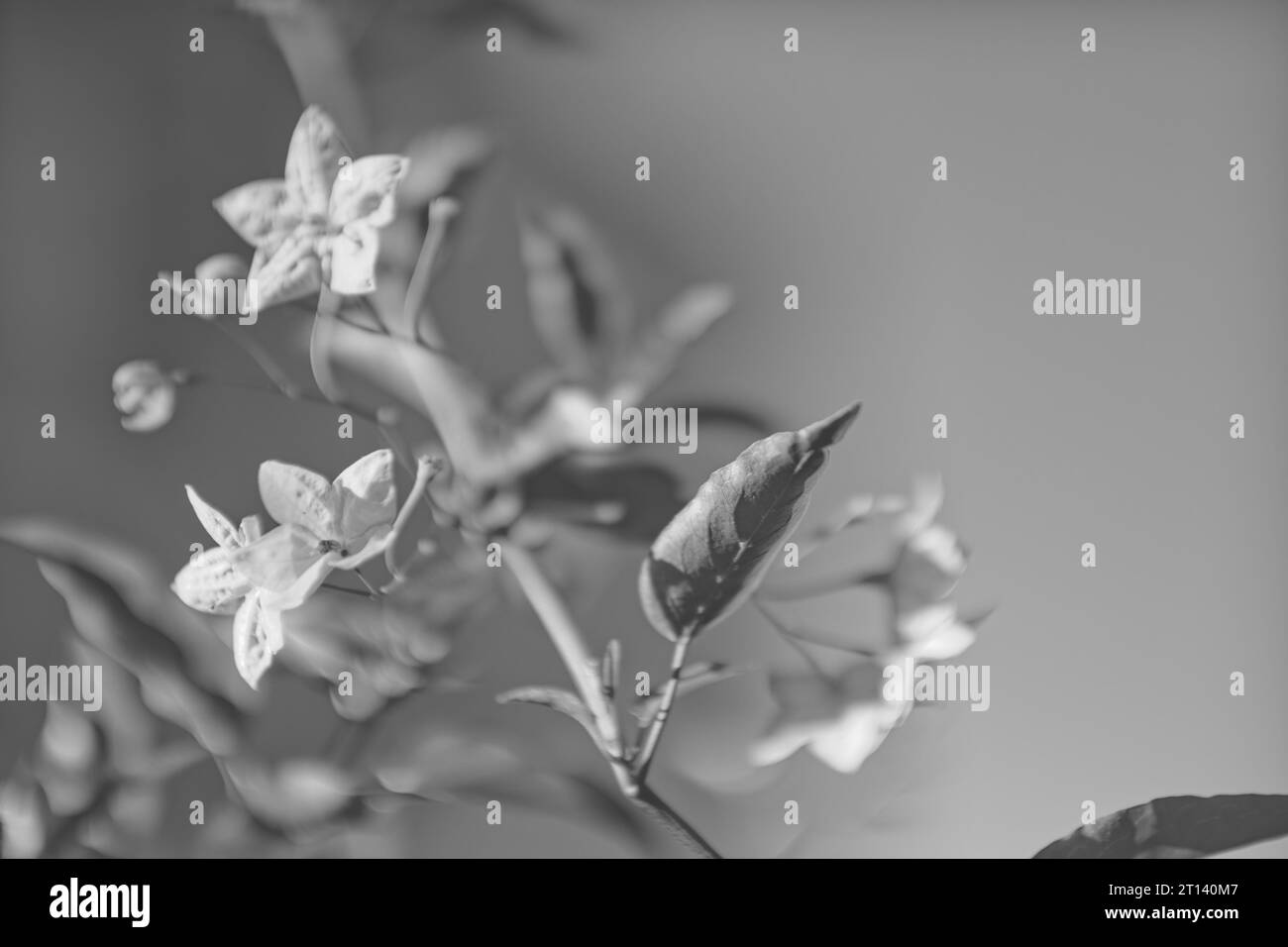 Picture black seeds Black and White Stock Photos & Images - Alamy