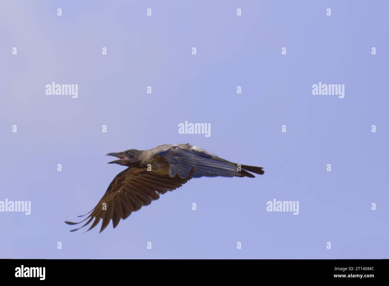 Bird Common Raven Corvus corax, dark style big black scary bird flying ...