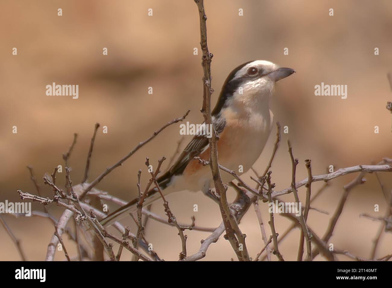bird looking around in woodland, Masked Shrike, Lanius nubicus Stock ...