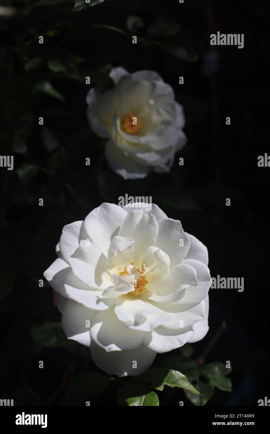 White 'simplicity' roses hi-res stock photography and images - Alamy