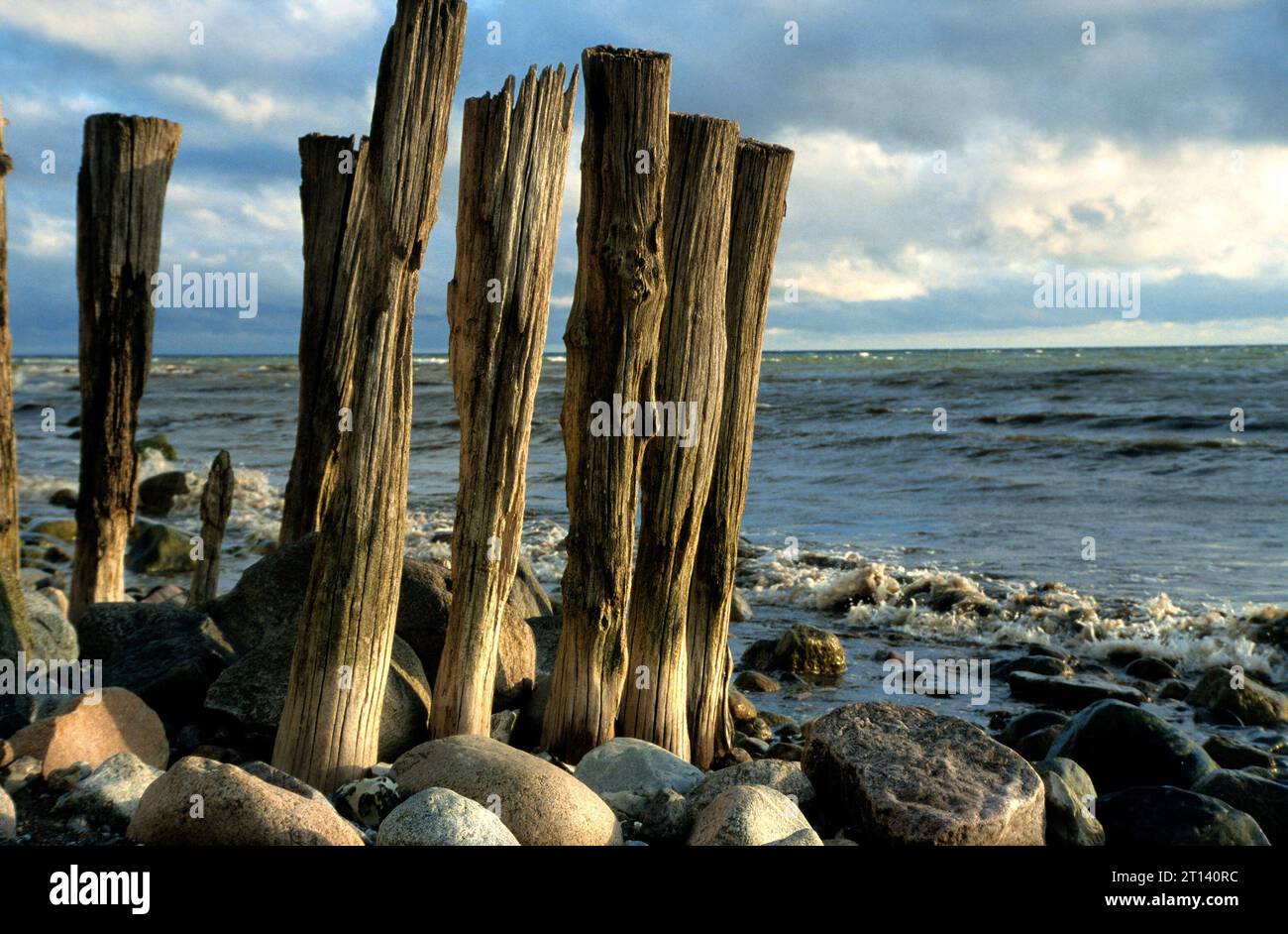Old and worn wood pylons on coastline, Cape Arkona, Rugen, Germany ...
