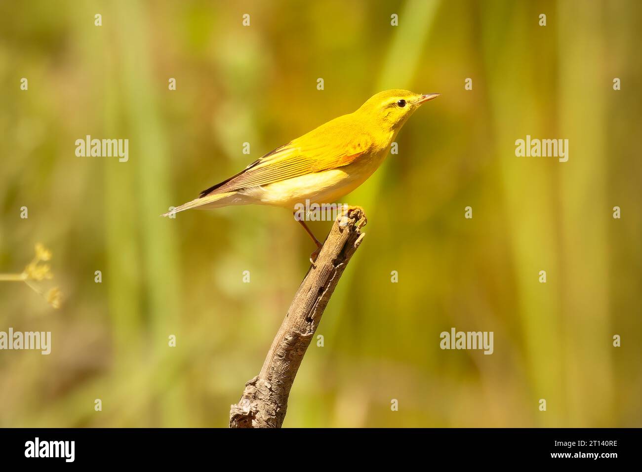 honey bird on a branch Stock Photo - Alamy