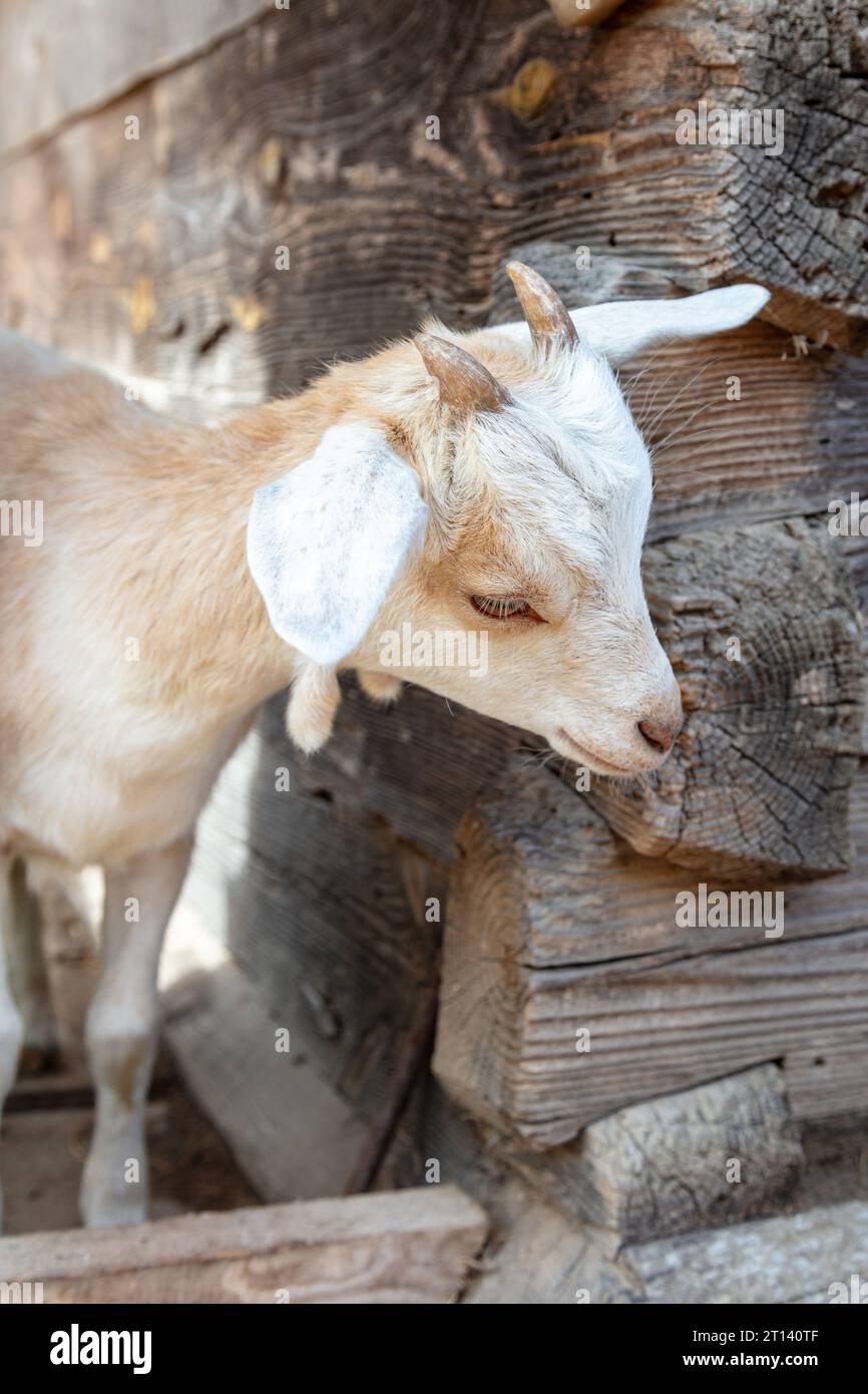 little curious goat looks down Stock Photo - Alamy