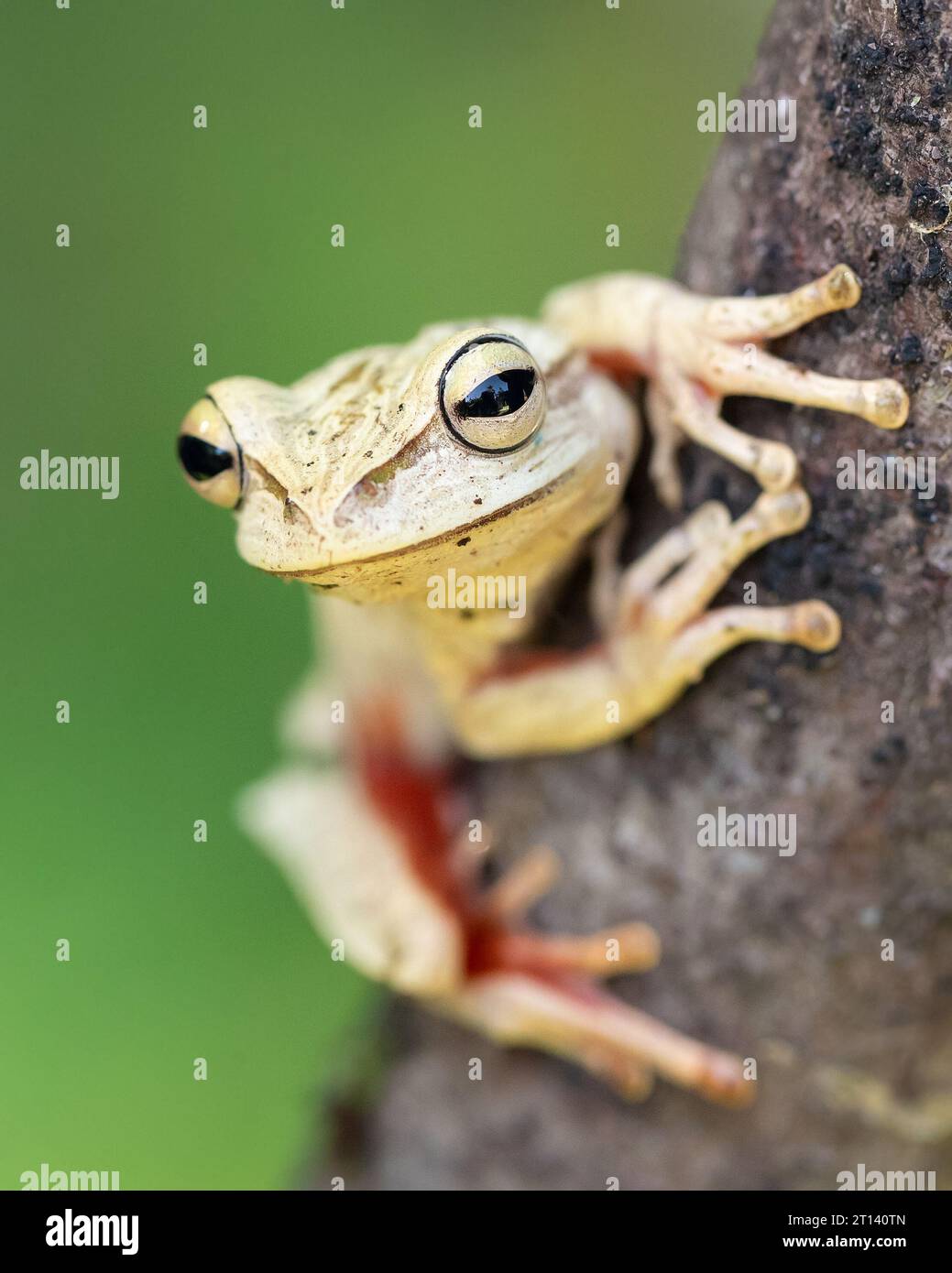 Bischoff's tree frog (Boana bischoffi) is a species of frog in the ...