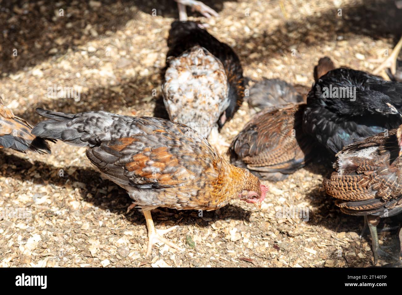 small flock of hens feeds in the free range Stock Photo - Alamy