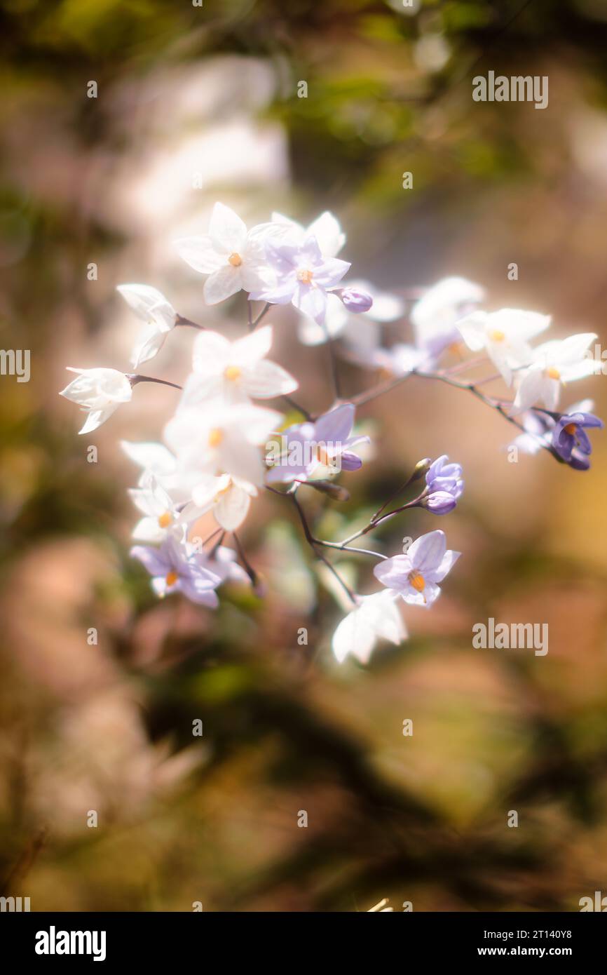 Uv light sources hi-res stock photography and images - Alamy