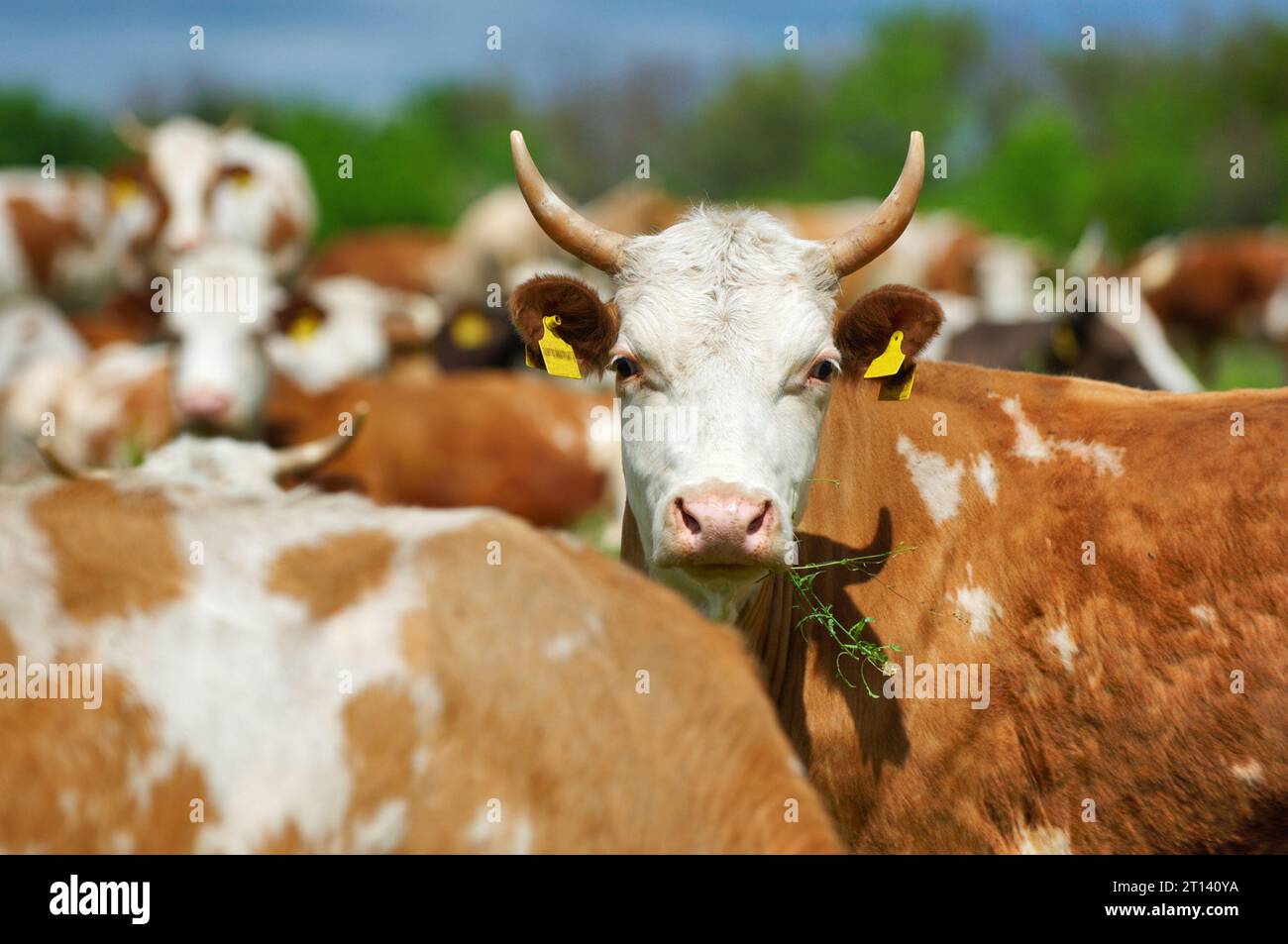 White cow big udder grazing hi-res stock photography and images - Alamy