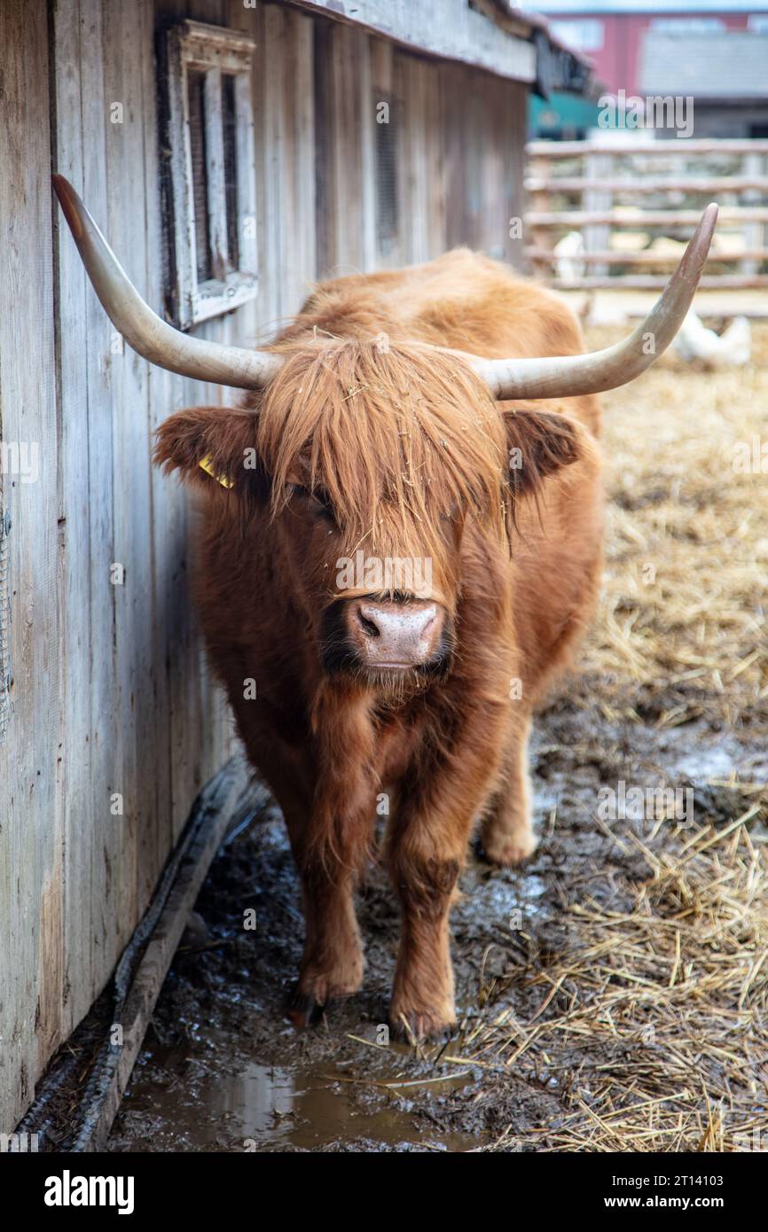 Highland cattle, beautiful cattle with large antlers Stock Photo - Alamy