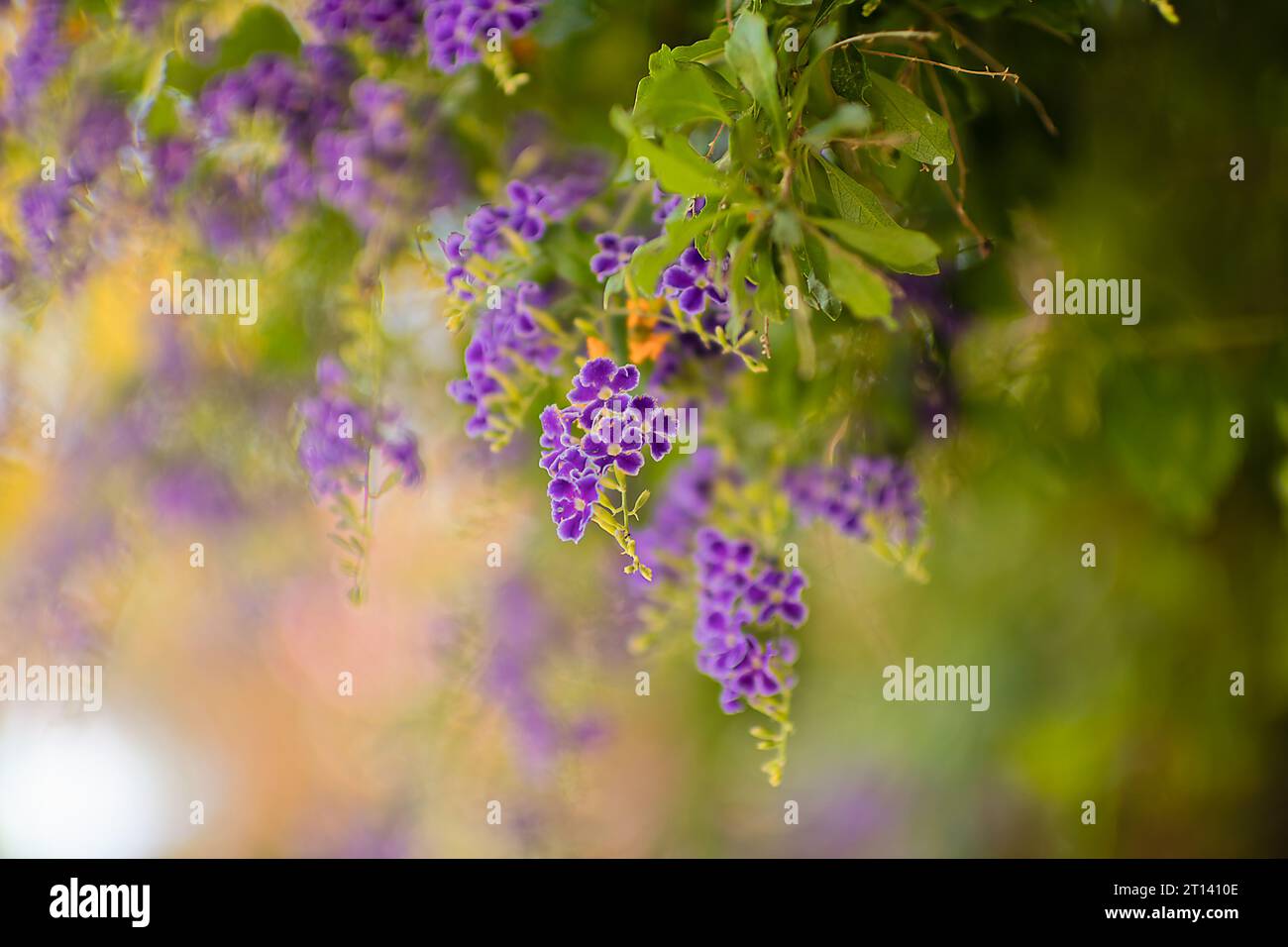 Fragrant Wisteria flower blooming with purple and pink colors in spring ...