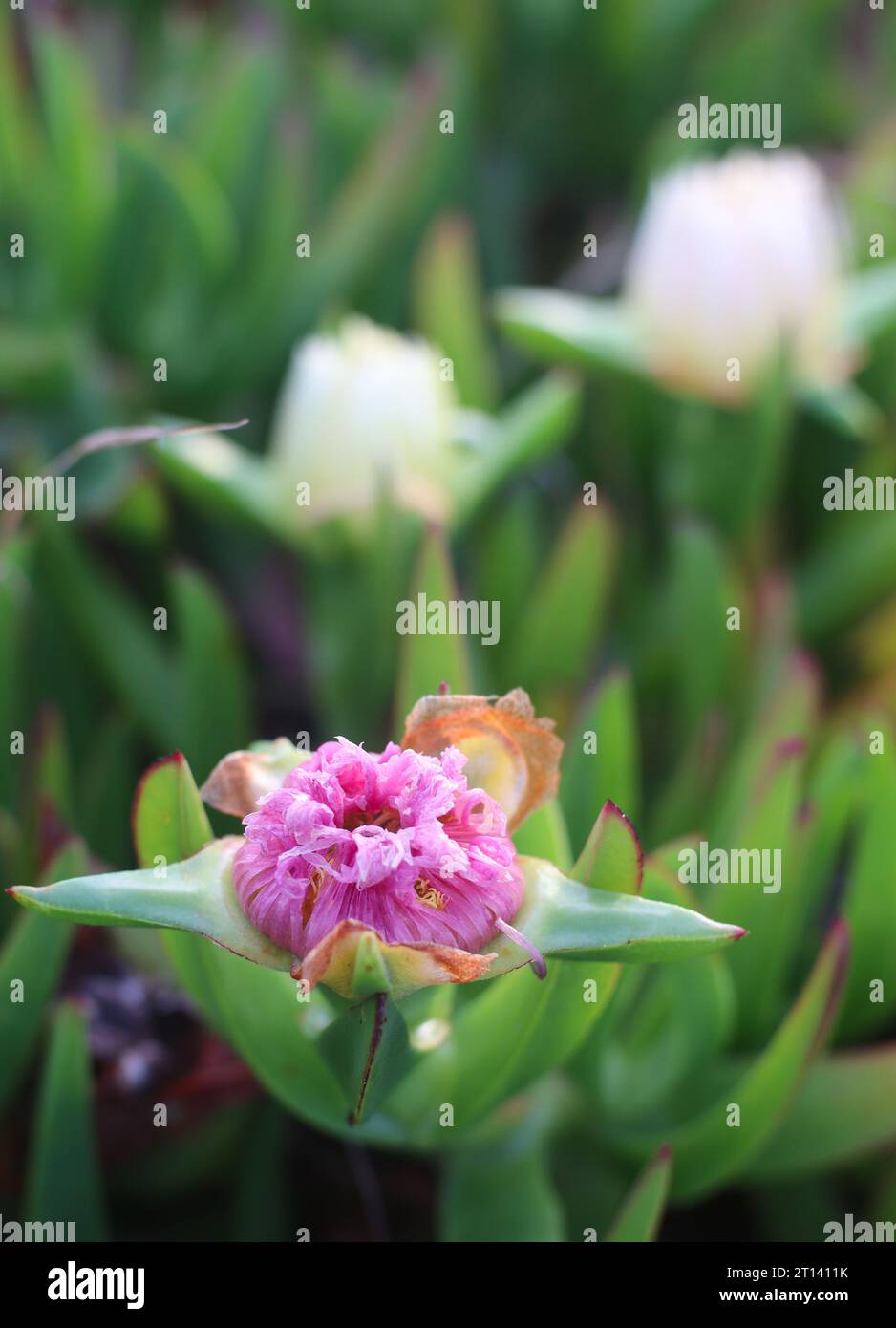 Fig and sea hi-res stock photography and images - Alamy