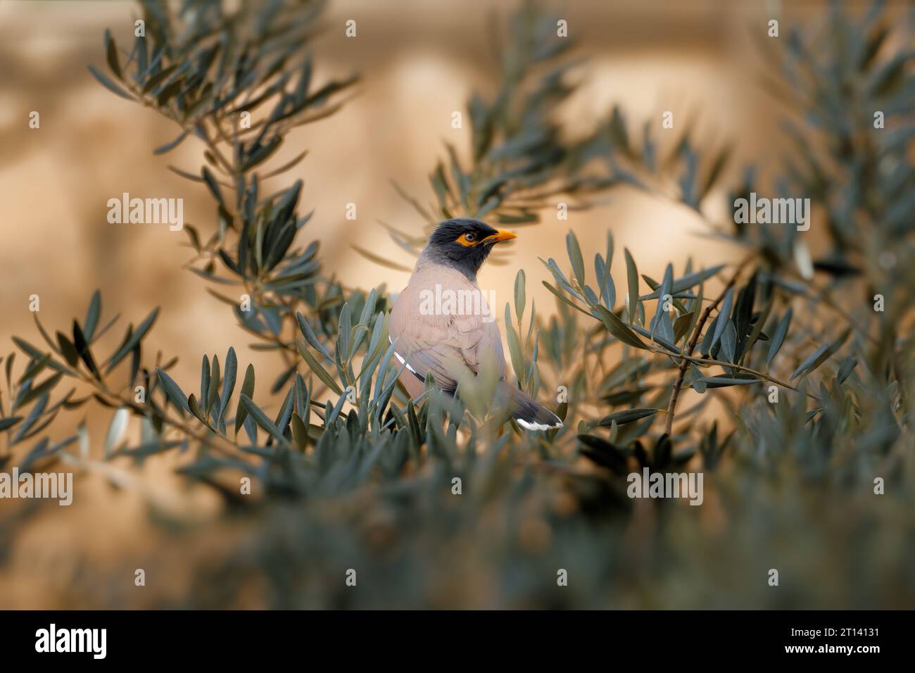 India beach birds eye hi-res stock photography and images - Alamy