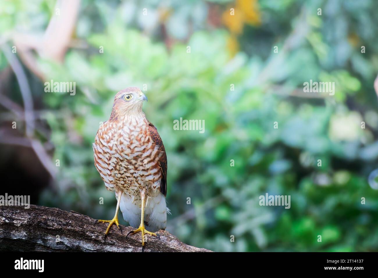 Female sparrow hawk brown dotted bird sitting on a metal hoop with ...