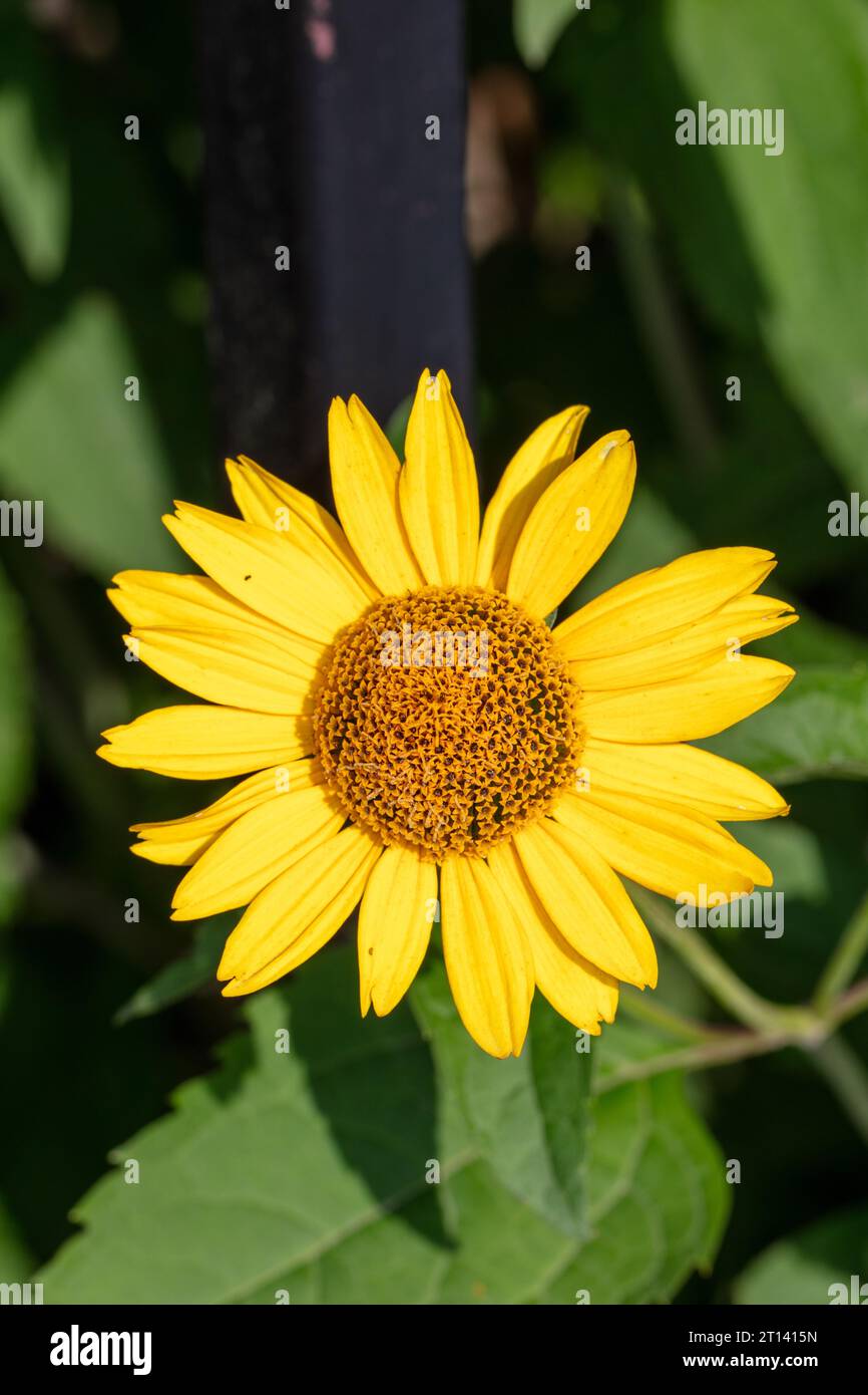 Helianthus decapetalus hi-res stock photography and images - Alamy