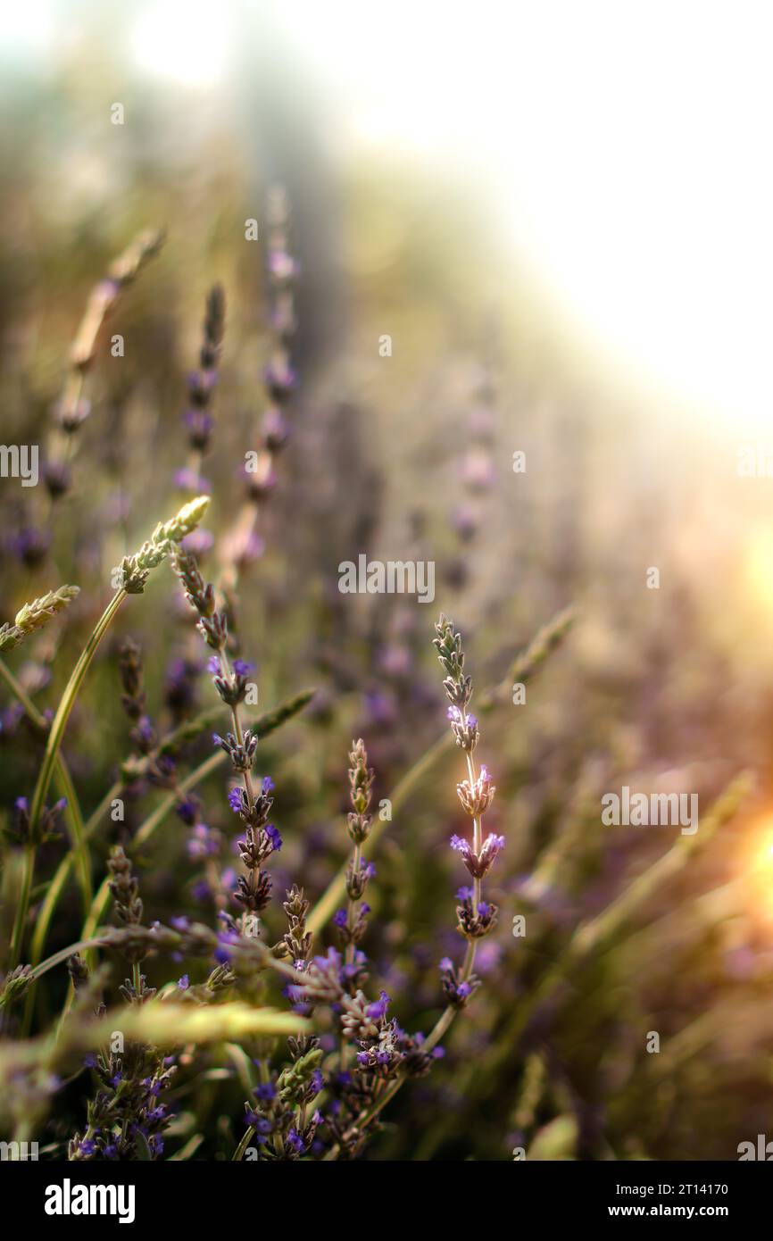 Colorful meadow and garden flowers with insects, isolated Stock Photo ...