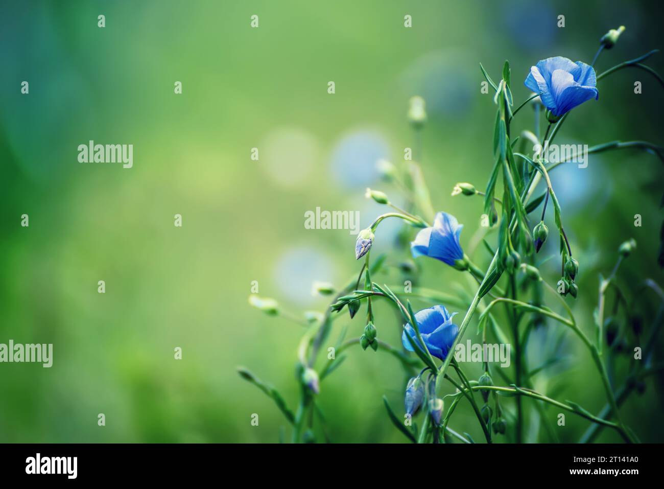Blue flax background Stock Photo - Alamy