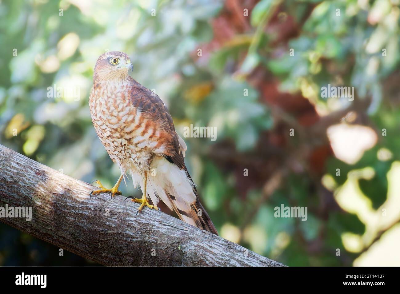 Female sparrow hawk brown dotted bird sitting on a metal hoop with ...
