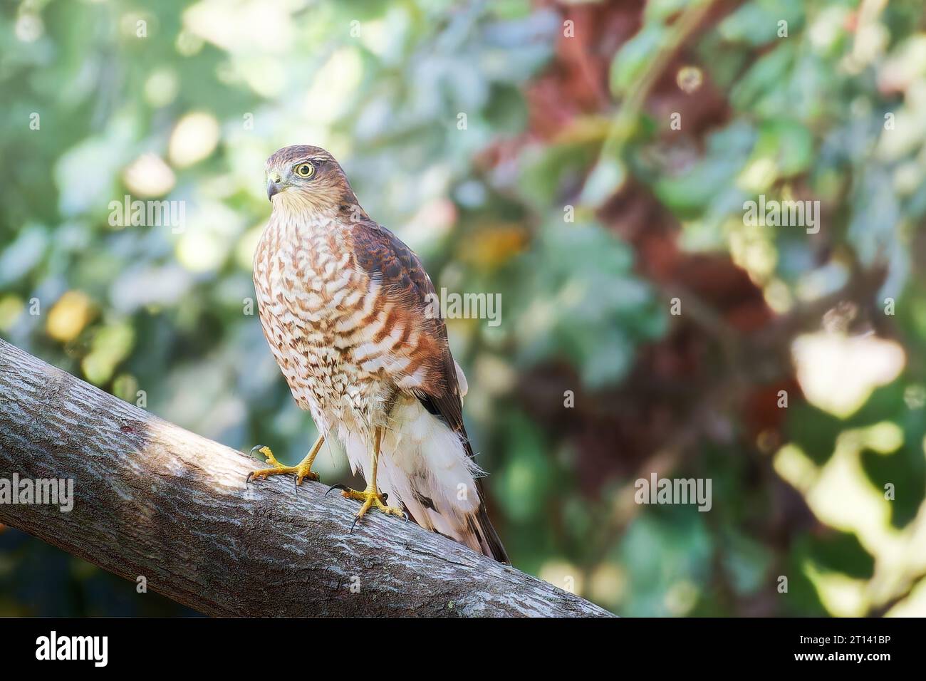 Female sparrow hawk brown dotted bird sitting on a metal hoop with ...