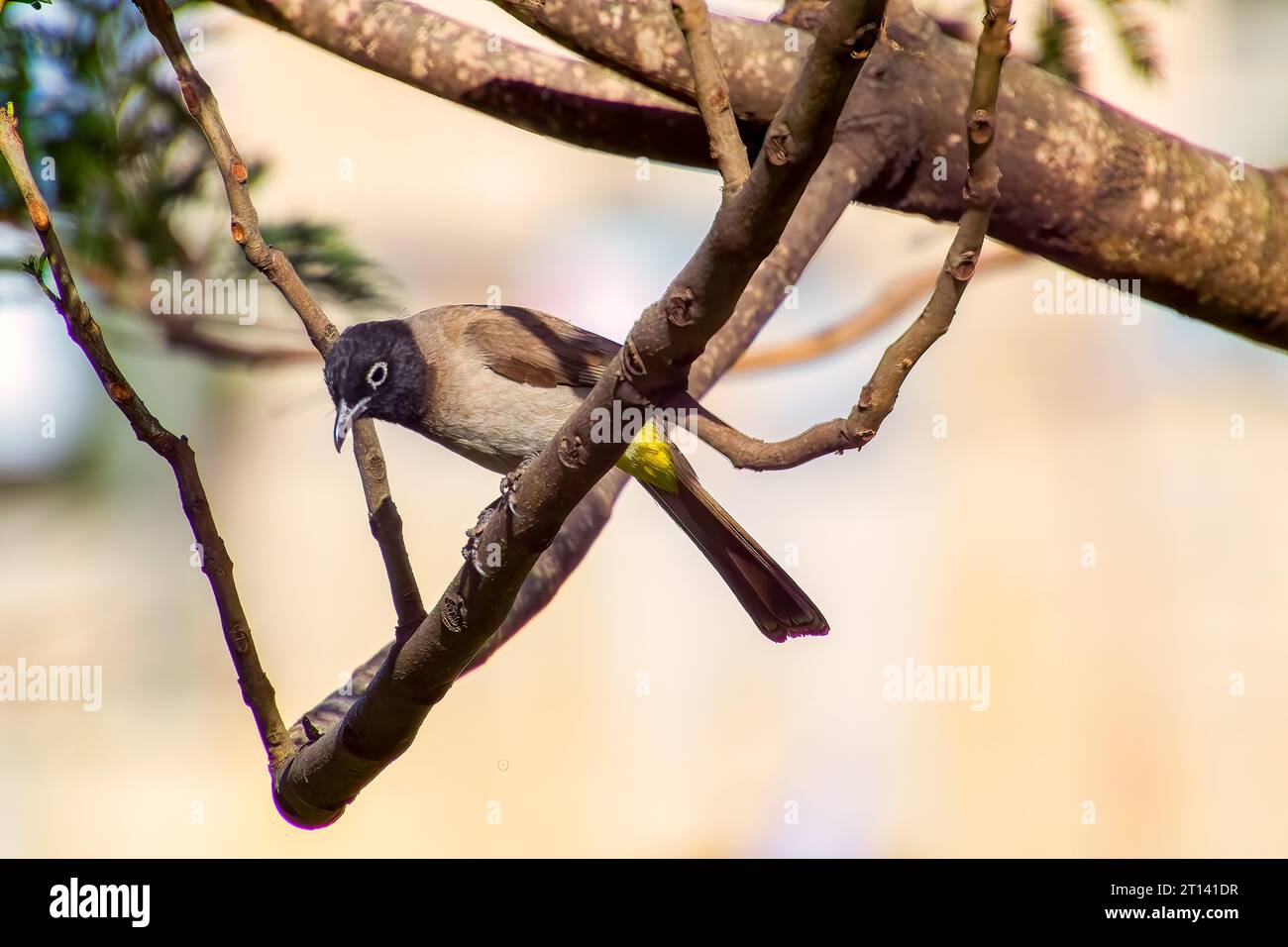Sooty bulbul pycnonotus cafer hi-res stock photography and images - Alamy