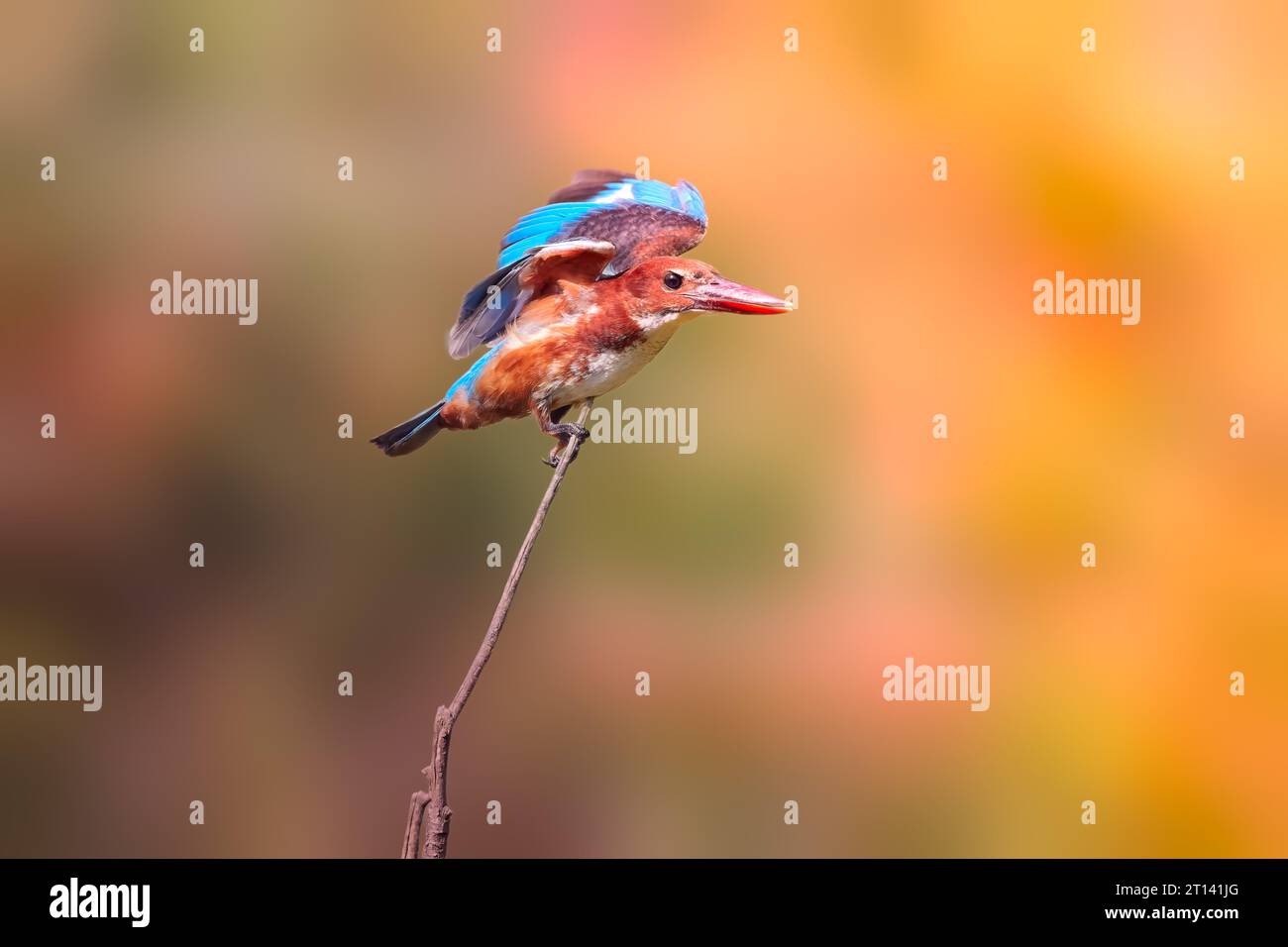 White-throated Kingfisher Halcyon smyrnensis the puffy brown and blue ...