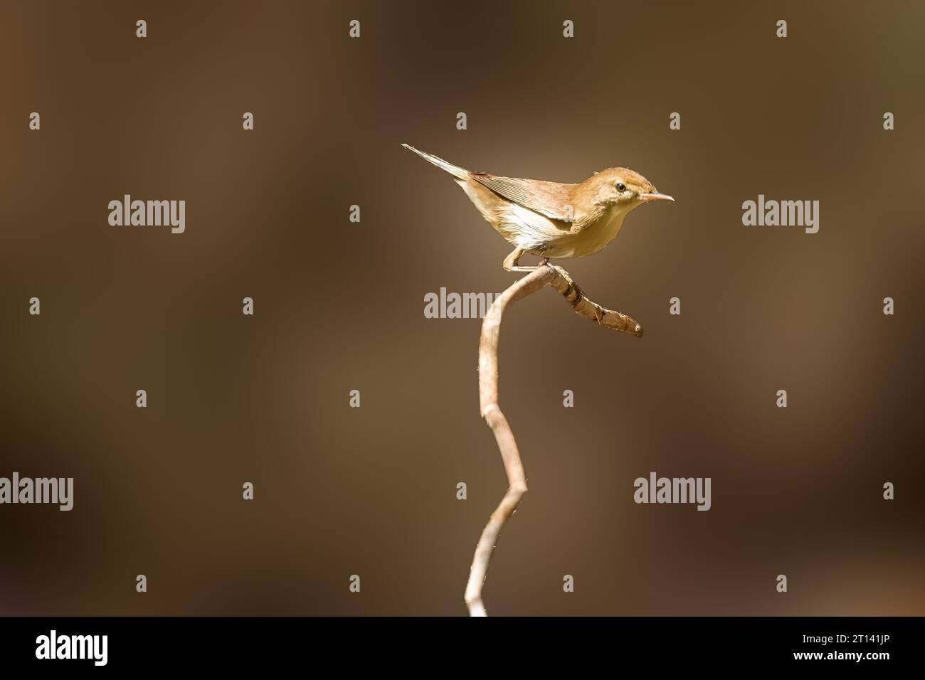 Common chiffchaff, Phylloscopus collybita. A bird sits on a branch Stock Photo - Alamy