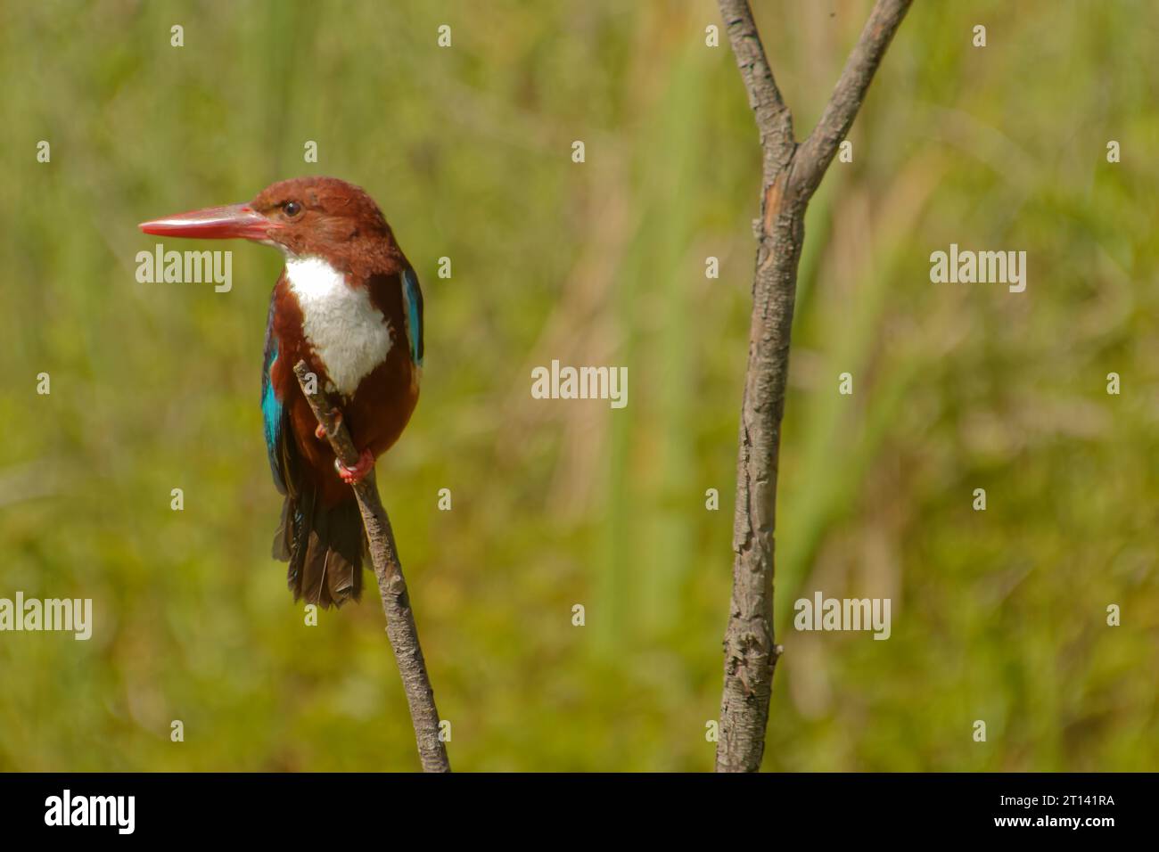 White-throated Kingfisher Halcyon smyrnensis the puffy brown and blue ...