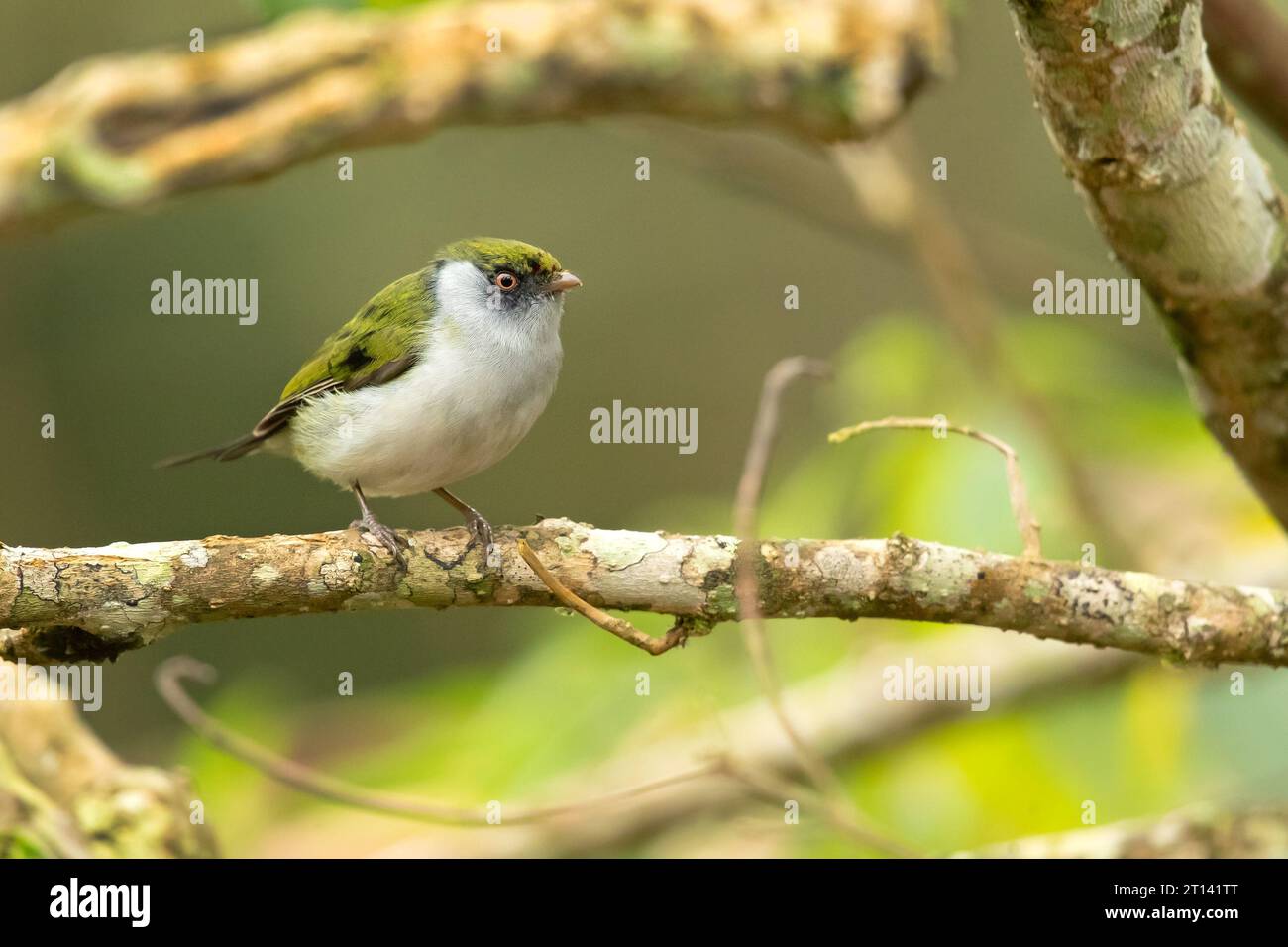 The pin-tailed manakin (Ilicura militaris) is a suboscine species of ...