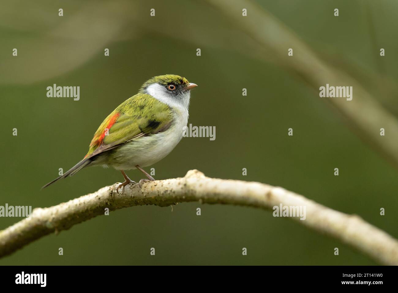 The pin-tailed manakin (Ilicura militaris) is a suboscine species of ...