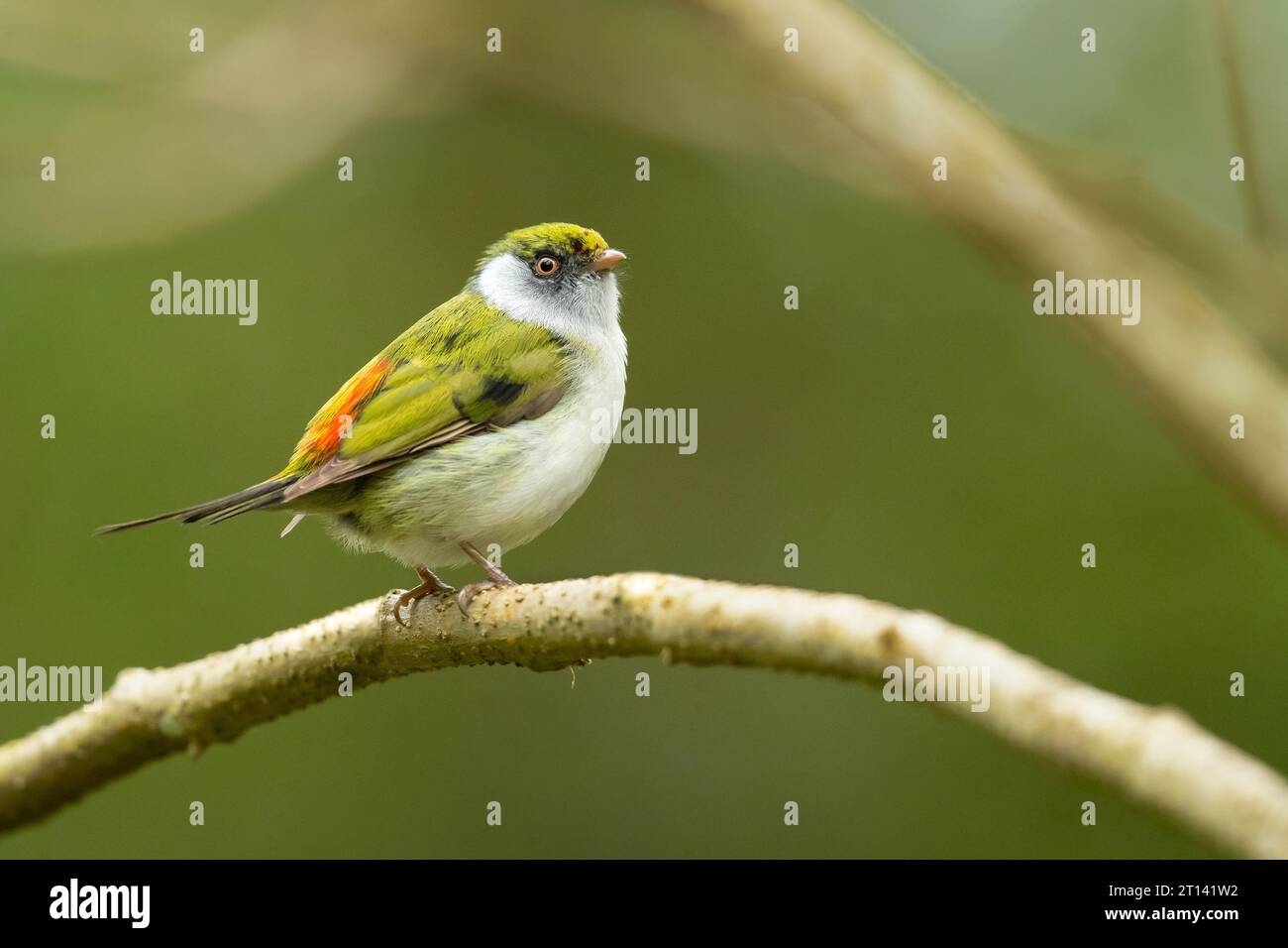 The pin-tailed manakin (Ilicura militaris) is a suboscine species of ...