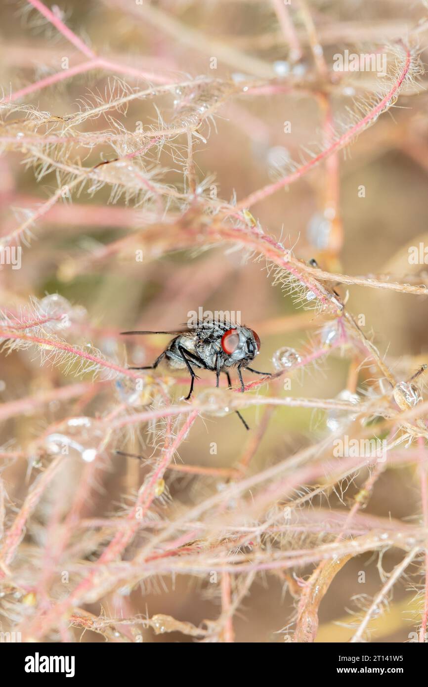fly sits on the grass covered with dew Stock Photo - Alamy