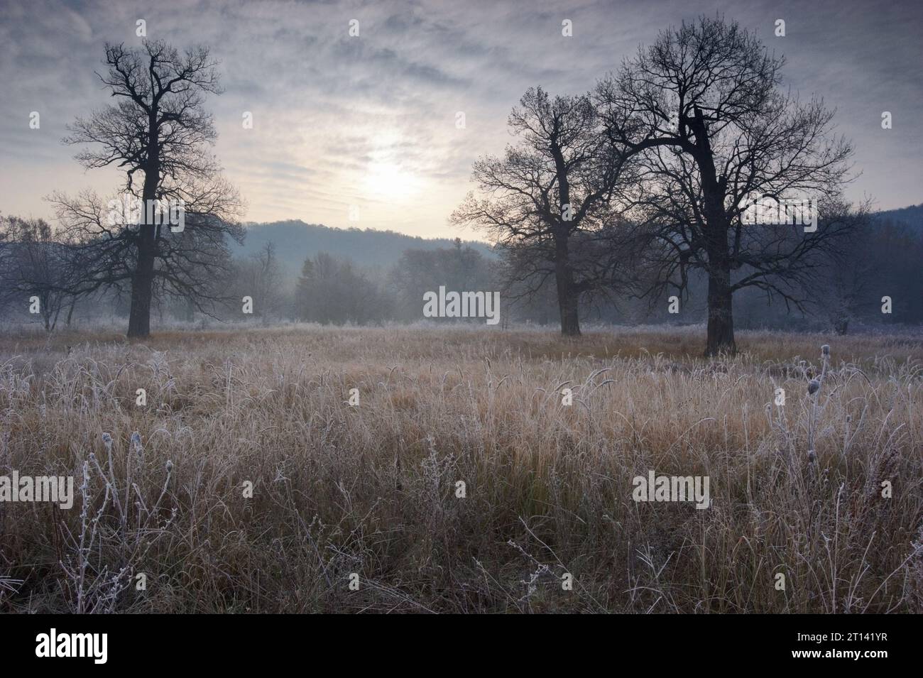 Spooky looking and very old oak tree in winter with no leaves, only ...