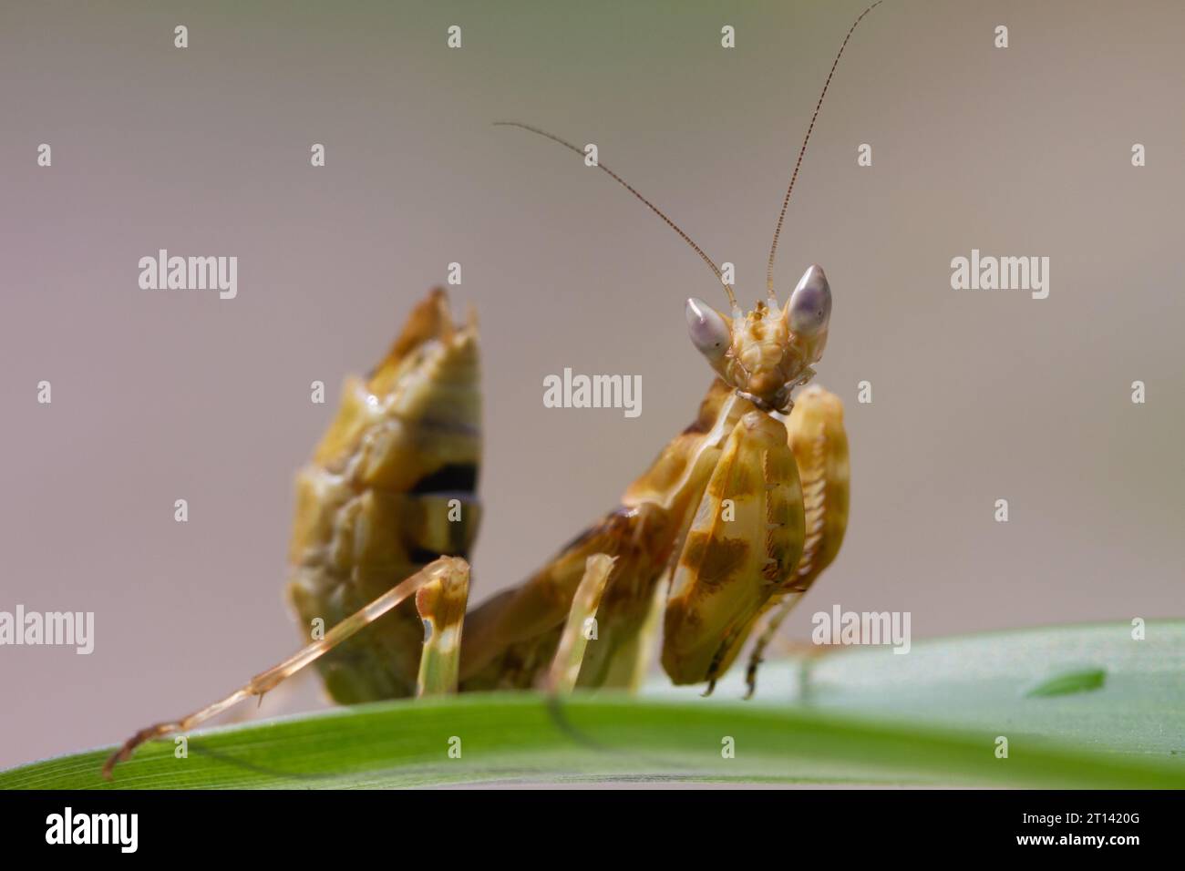 Indian flower mantis hi-res stock photography and images - Alamy