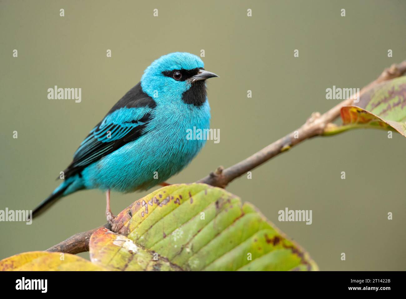 Blue dacnis or turquoise honeycreeper (Dacnis cayana) is a small ...