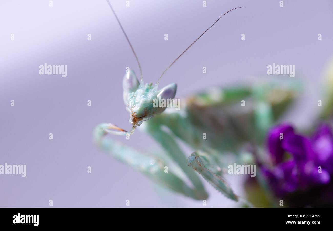 Indian flower mantis hi-res stock photography and images - Alamy