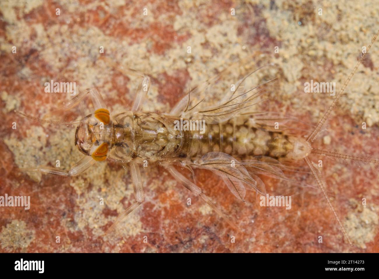 Mayfly larvae hi-res stock photography and images - Alamy