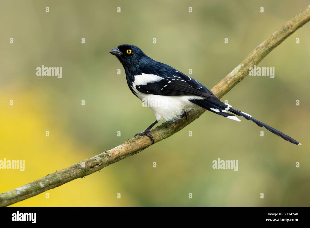 The magpie tanager (Cissopis leverianus) is a South American species of ...