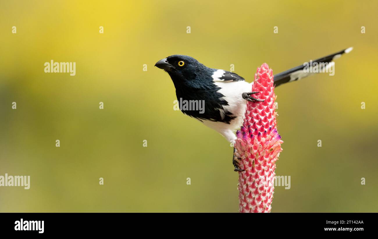The magpie tanager (Cissopis leverianus) is a South American species of ...