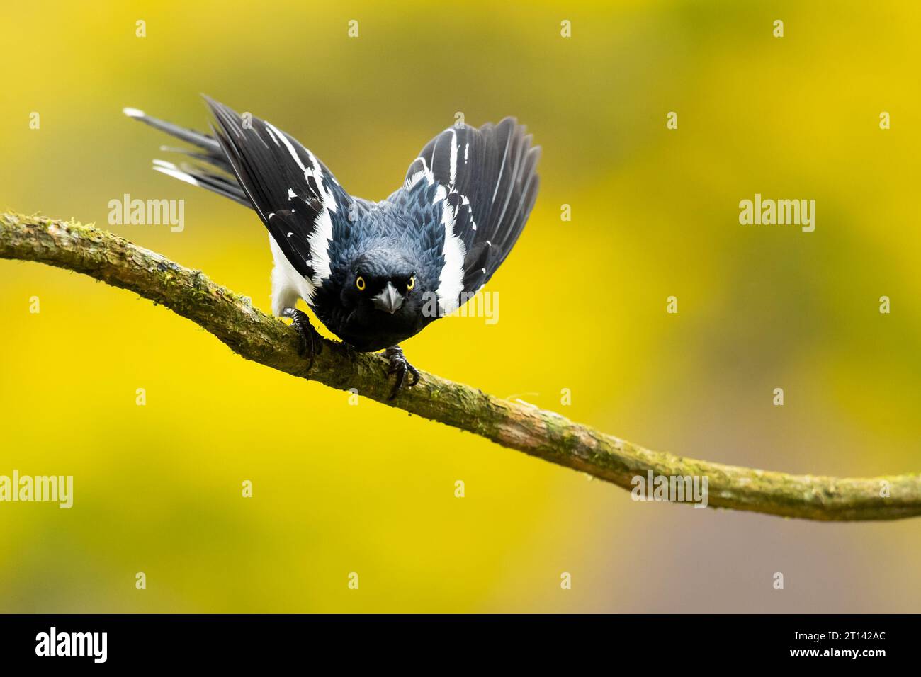 The magpie tanager (Cissopis leverianus) is a South American species of ...