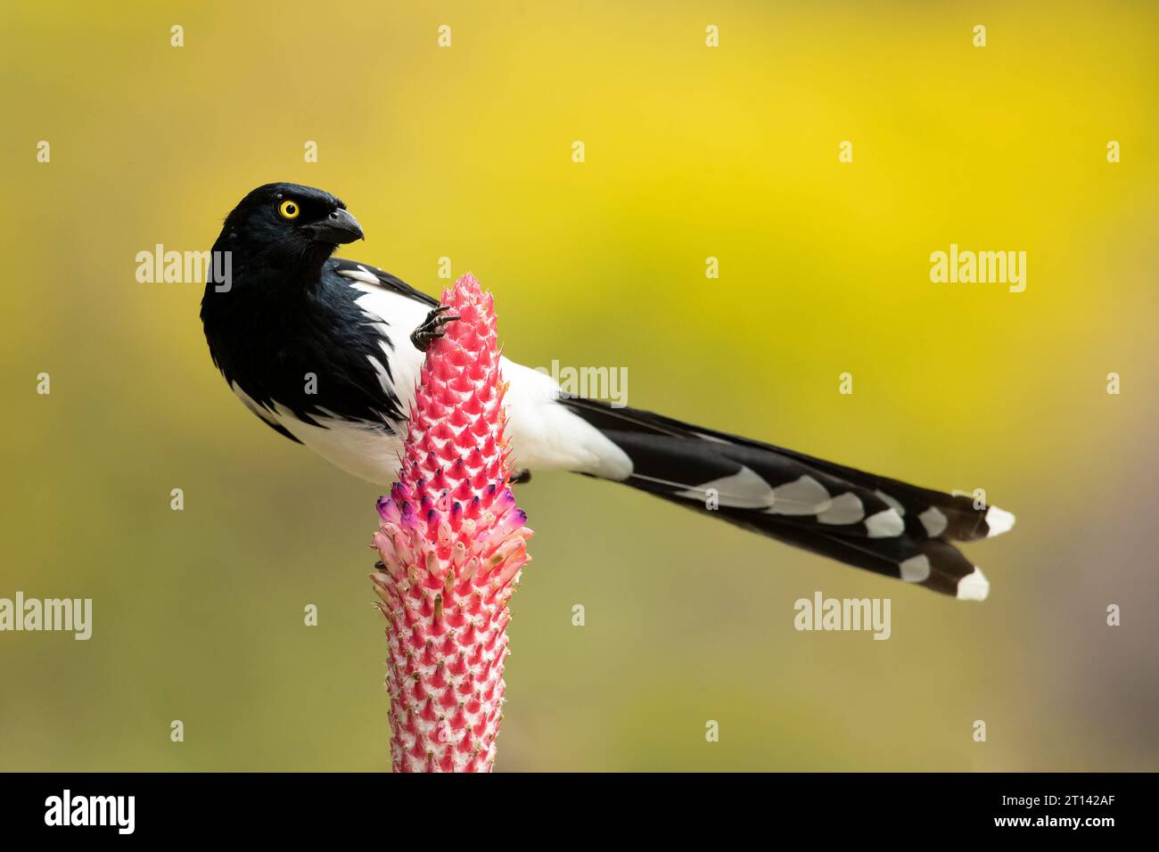The magpie tanager (Cissopis leverianus) is a South American species of ...
