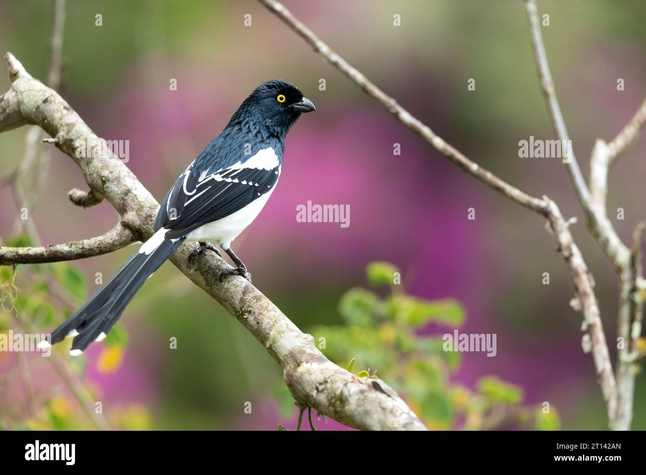The magpie tanager (Cissopis leverianus) is a South American species of ...