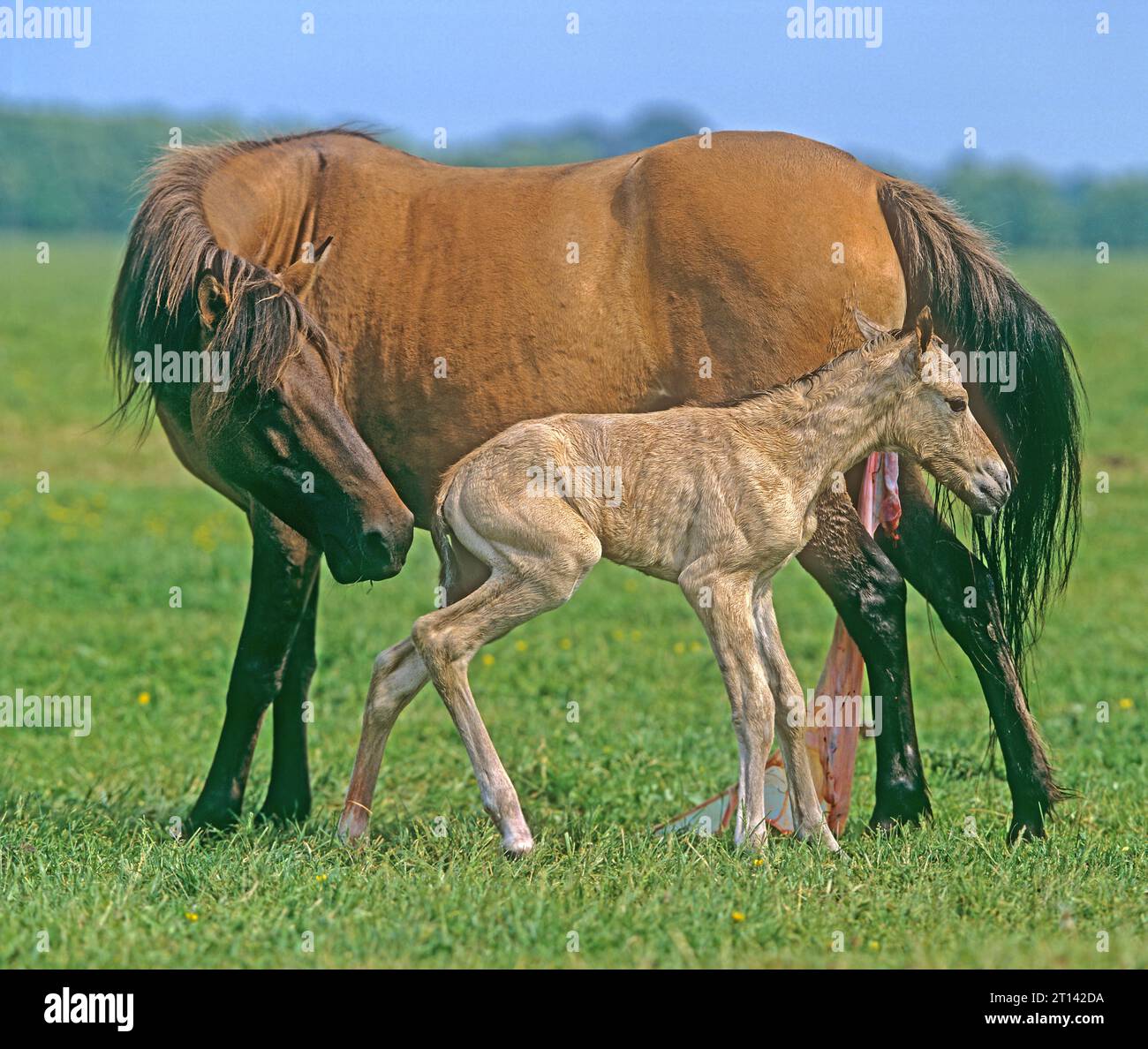 Duelmen mare shortly after giving birth: the foal tries to get up and ...