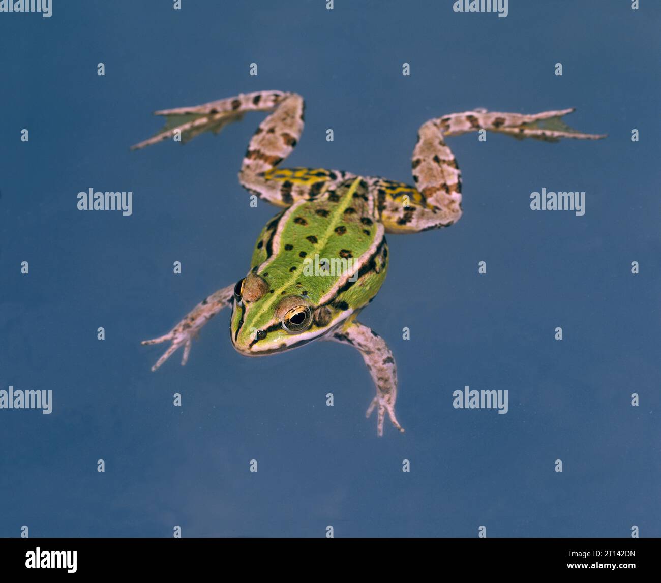 Edible frog floating on water surface. Rana esculenta South Germany ...