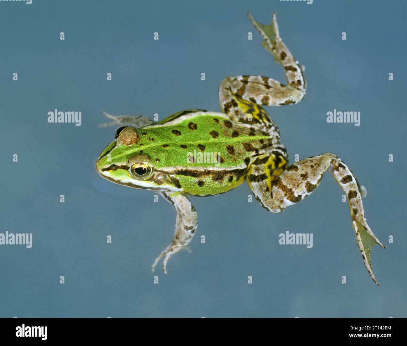Edible frog floating, swimming, on water surface. Rana esculenta South ...