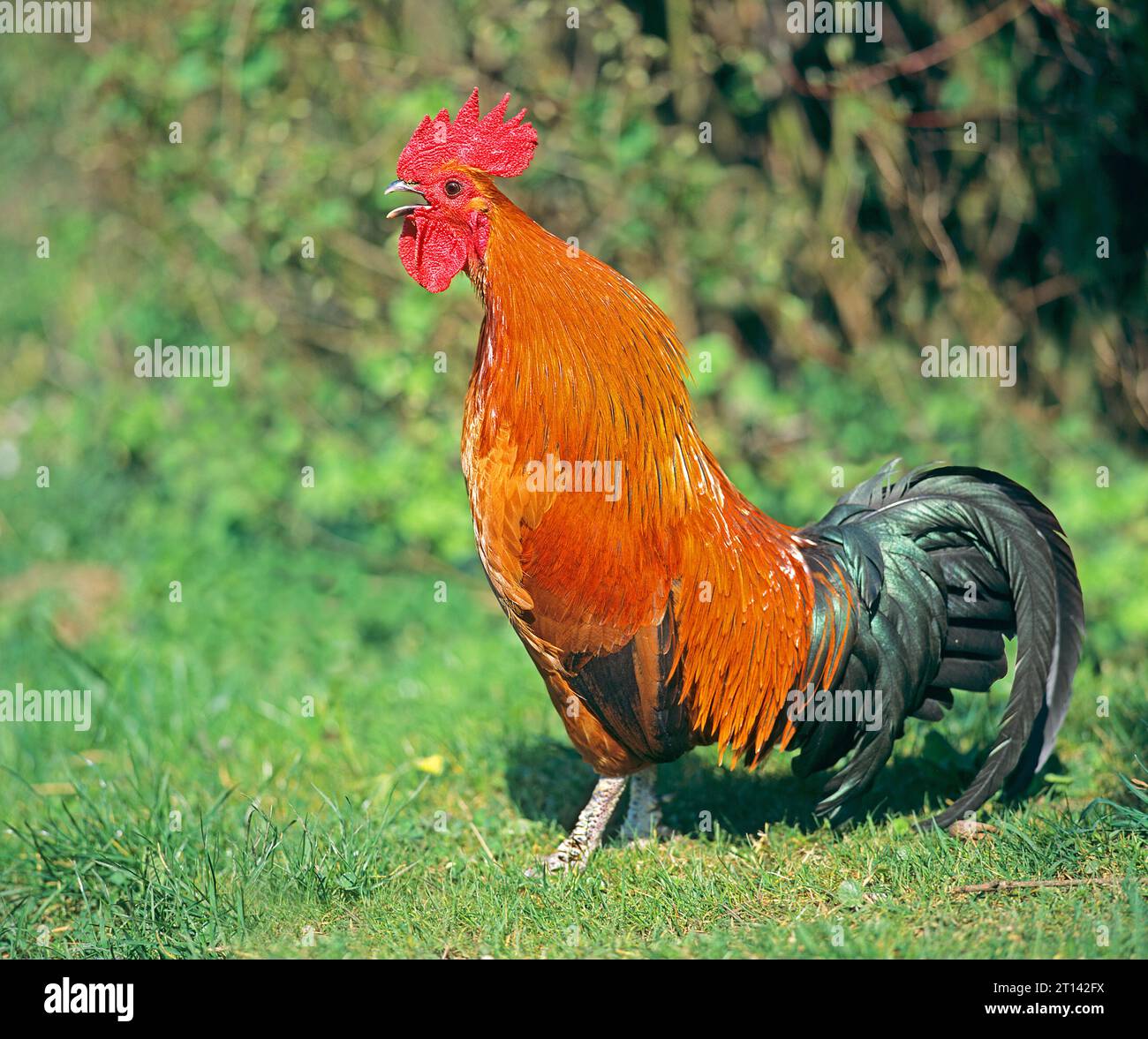 Free roaming rooster hi-res stock photography and images - Alamy