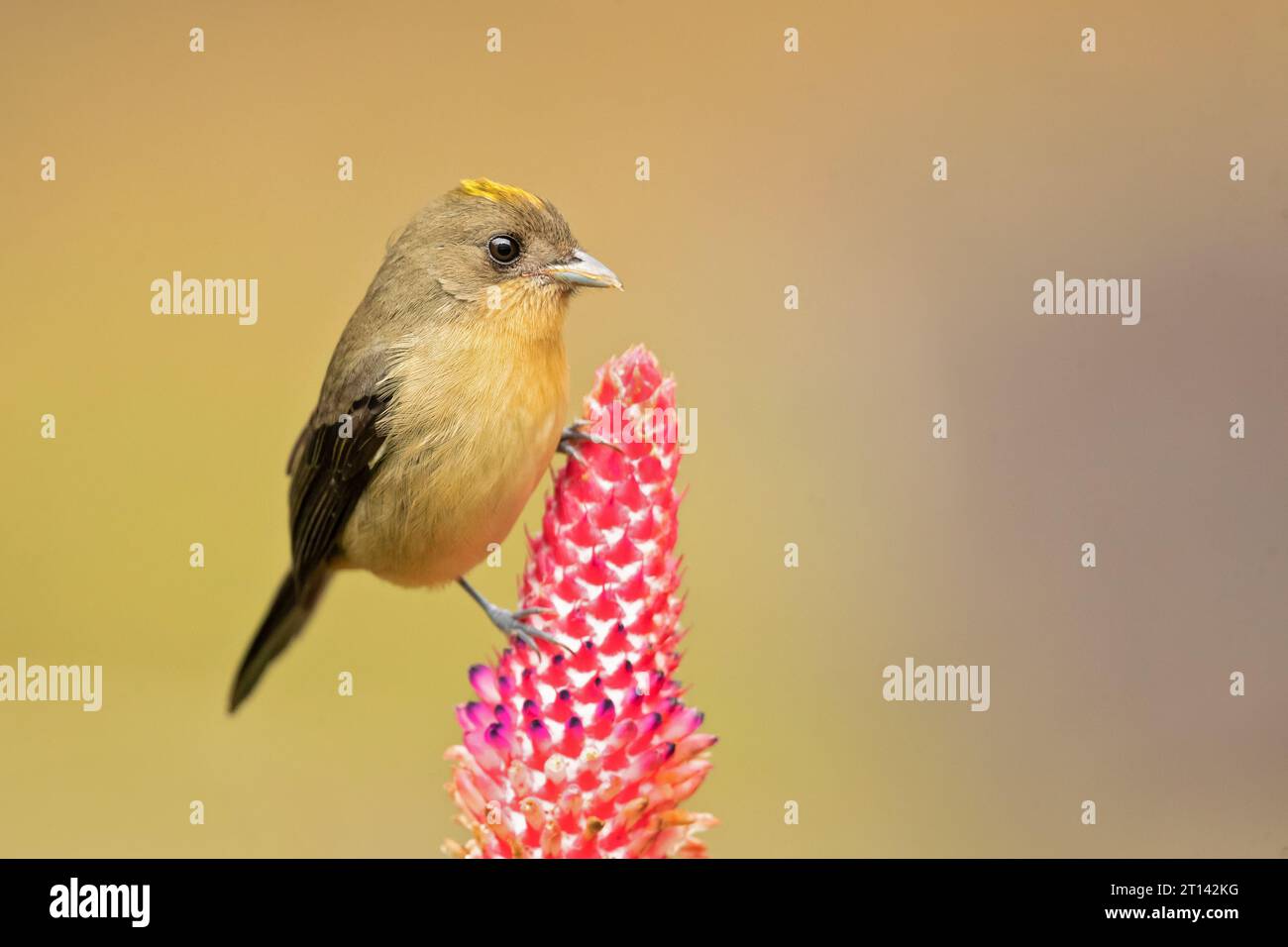 The black-goggled tanager (Trichothraupis melanops) is a species of ...