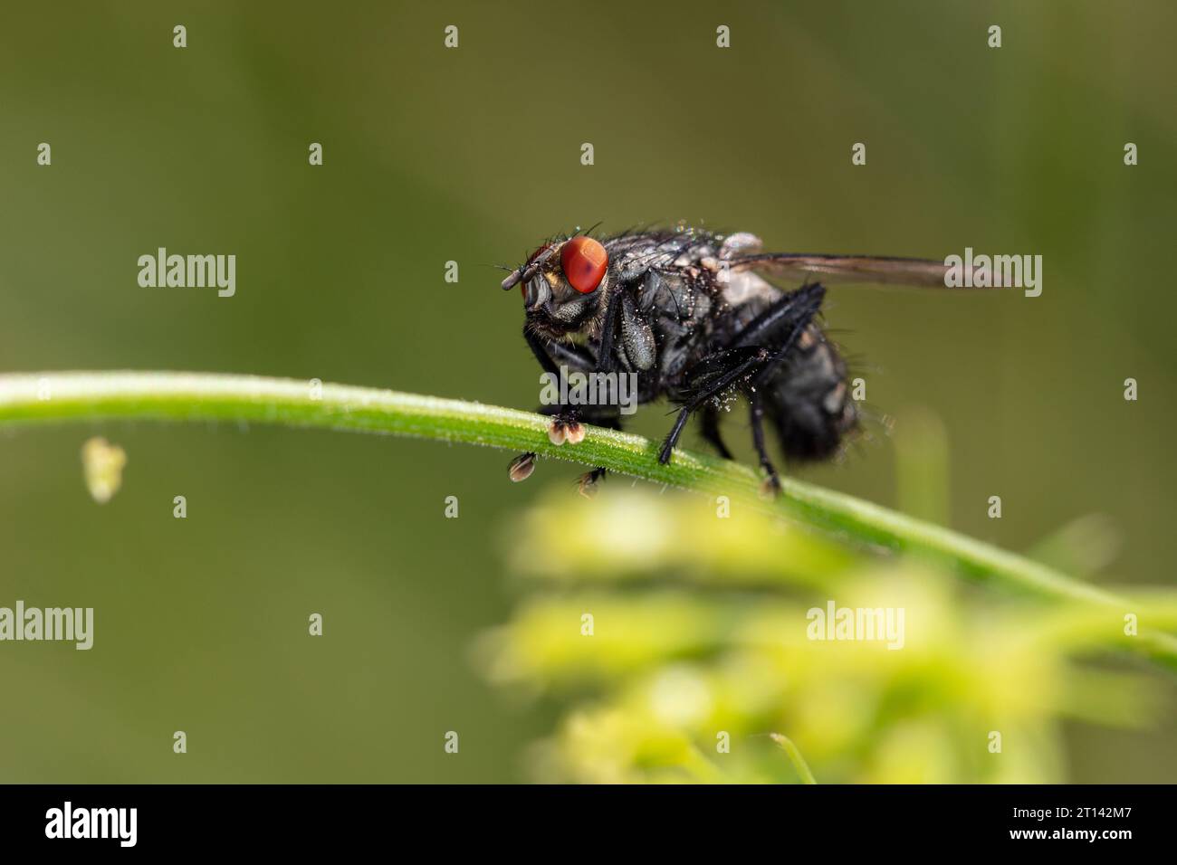 Pales is a genus of flies in the family Tachinida, popularly known as ...